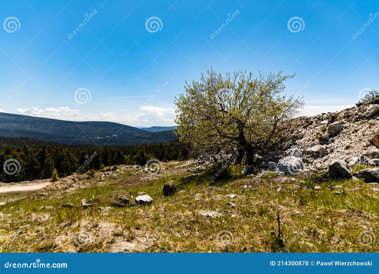 Green Square with Small Trees and Bushes Around Stock Photo - Image of ...