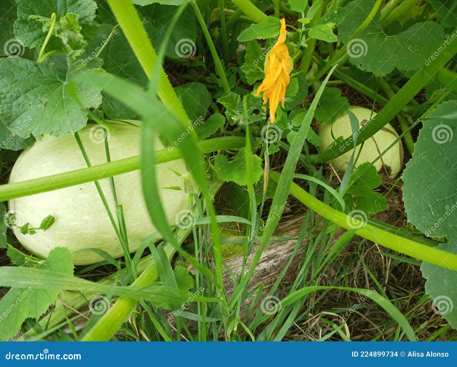 Green squash babies stock photo. Image of leaf, green - 224899734
