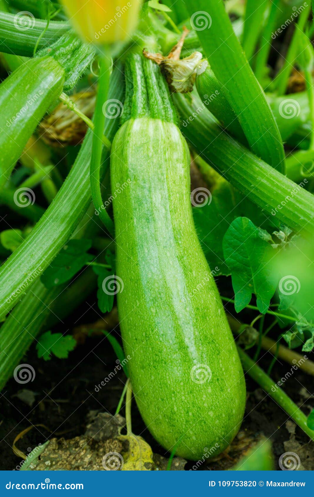 Green Squash Growth in the Garden Stock Photo - Image of focus, green ...
