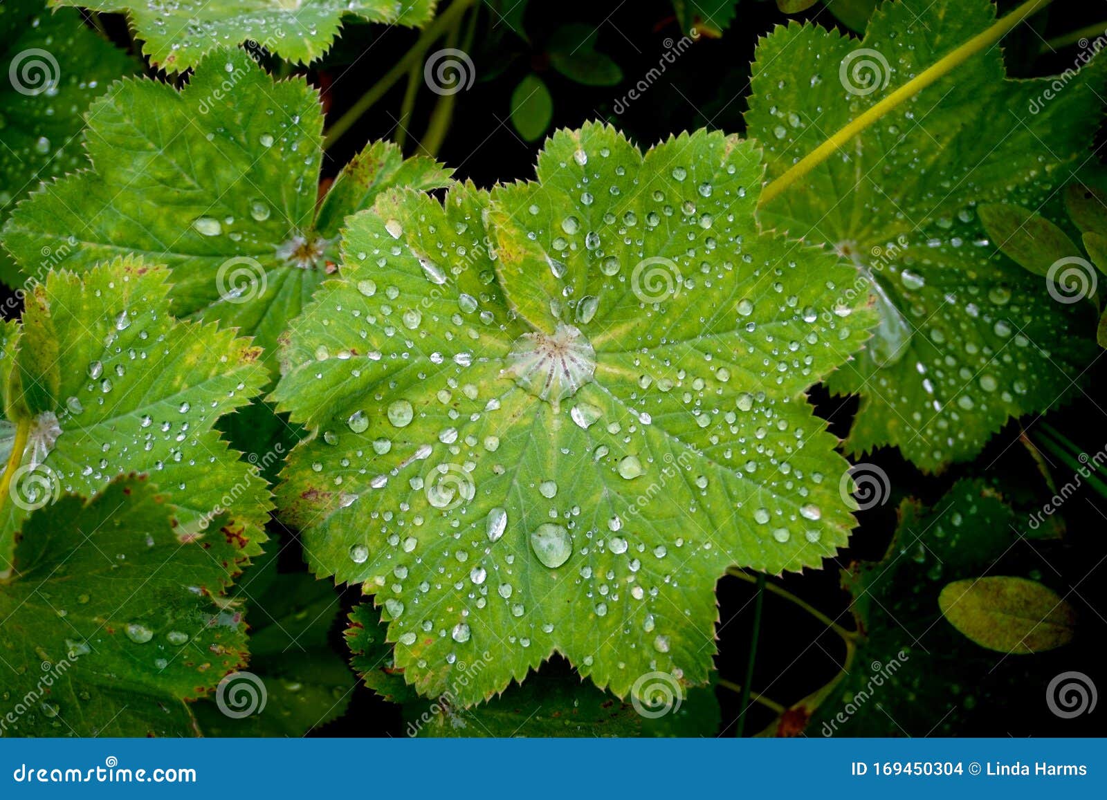 Green Squash Leaves Decorated with Patterns of Rain Drops Stock Photo ...
