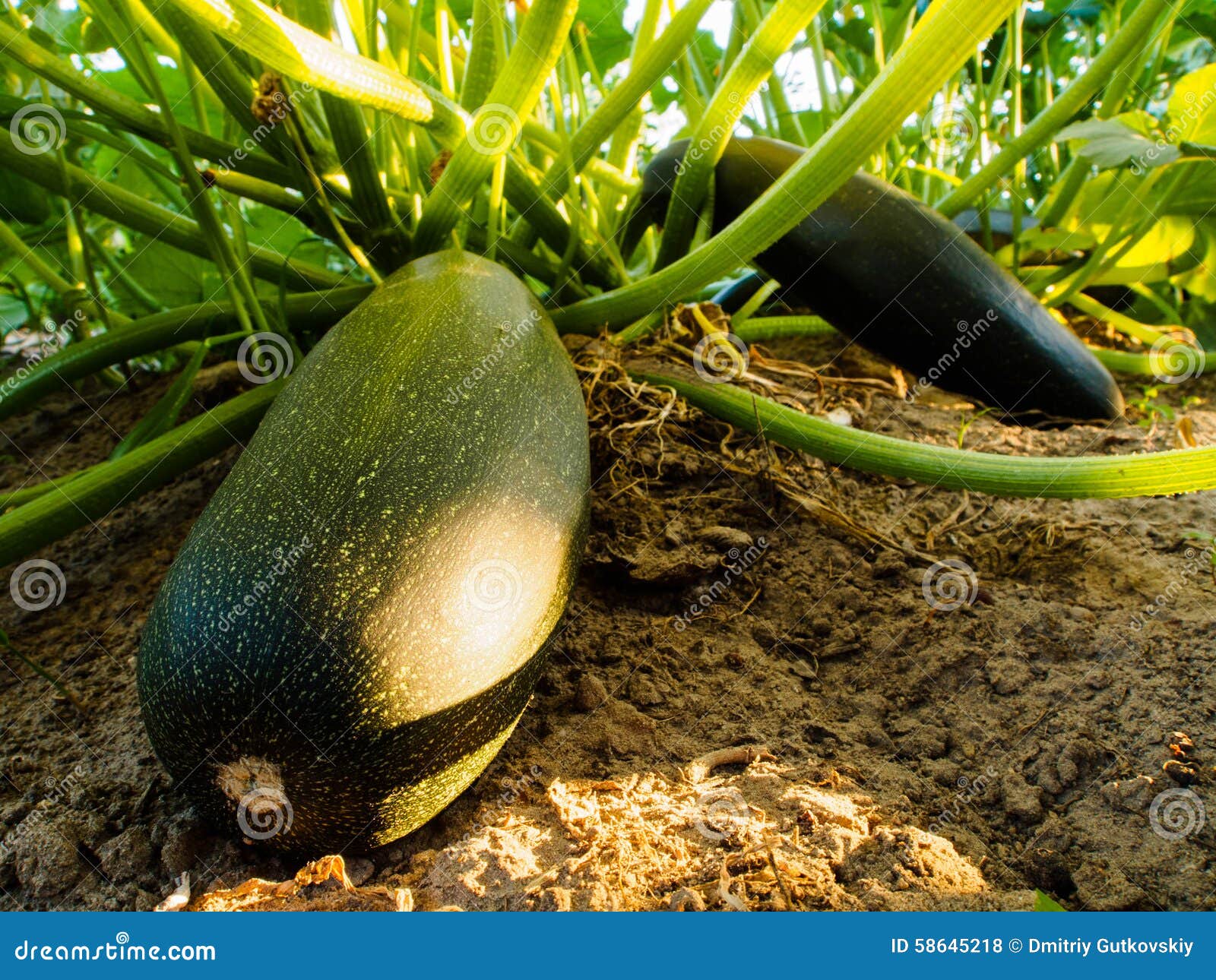 Green Squashes in Vegetable Garden Stock Photo - Image of food ...