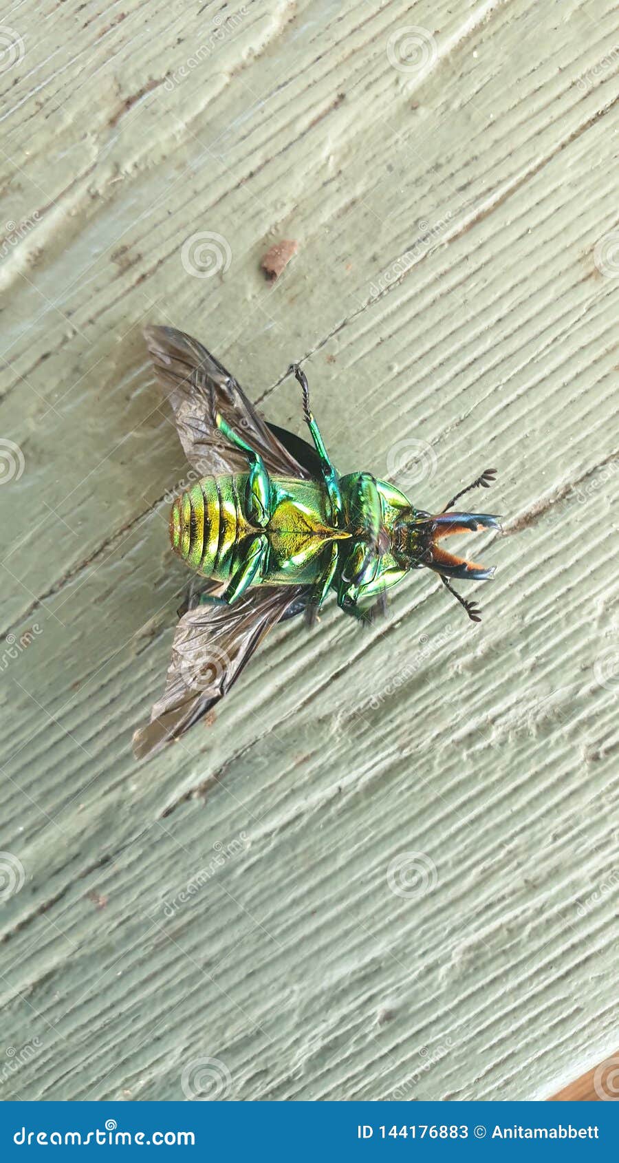 Green Stag Beetle on Its Back Stock Image - Image of back, green: 144176883