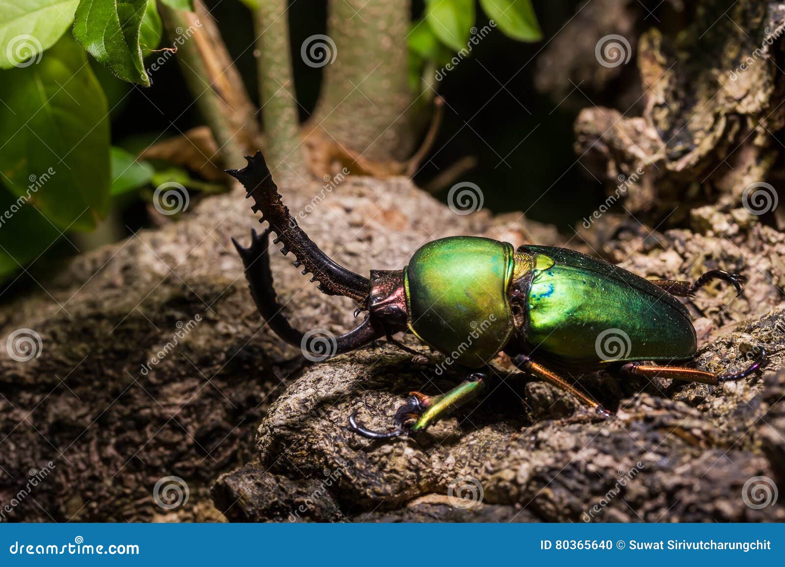 Green Stag Beetle Lamprima Adolphinae Stock Photo - Image of background ...