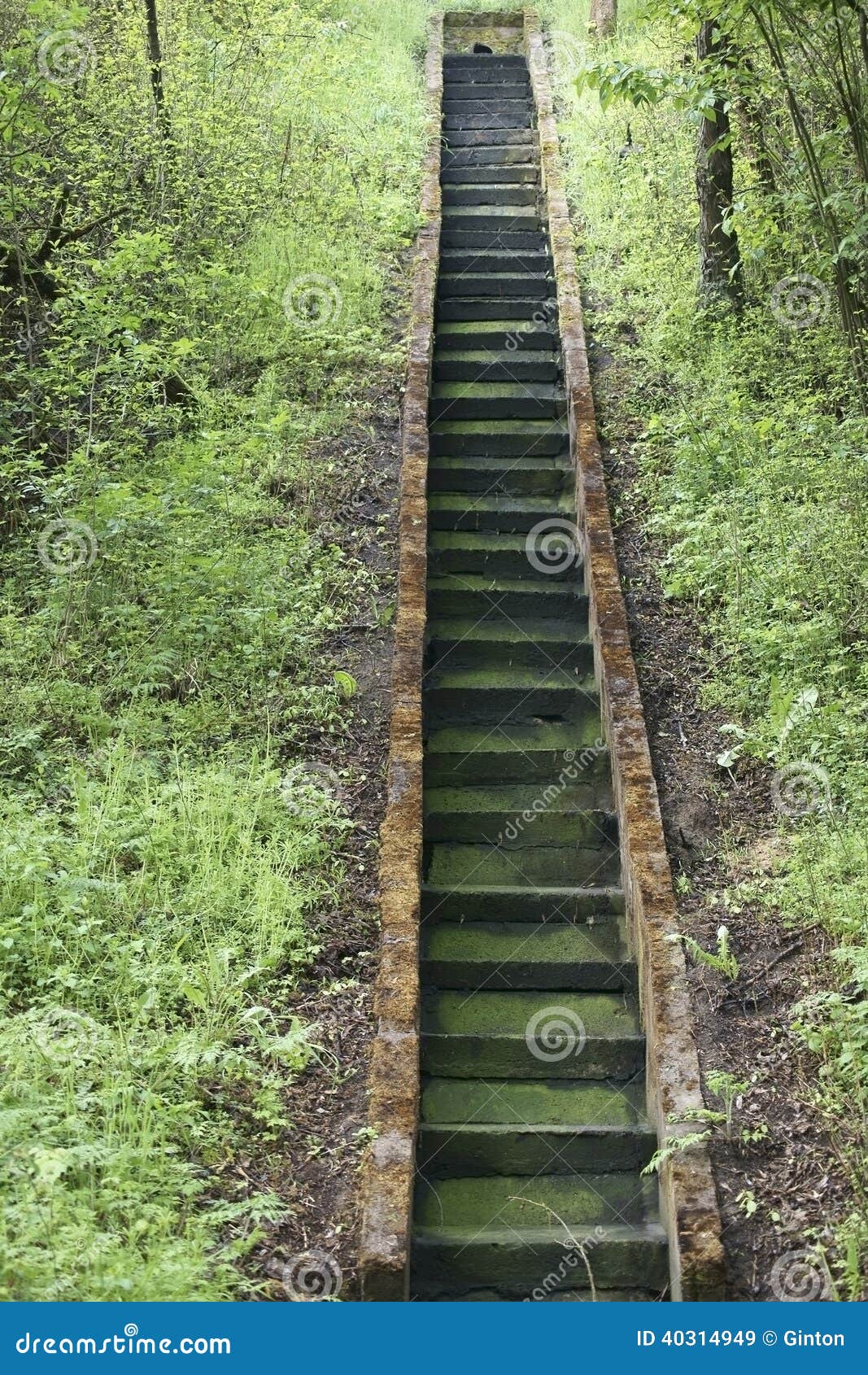 Green stairs stock image. Image of environmental, moss - 40314949