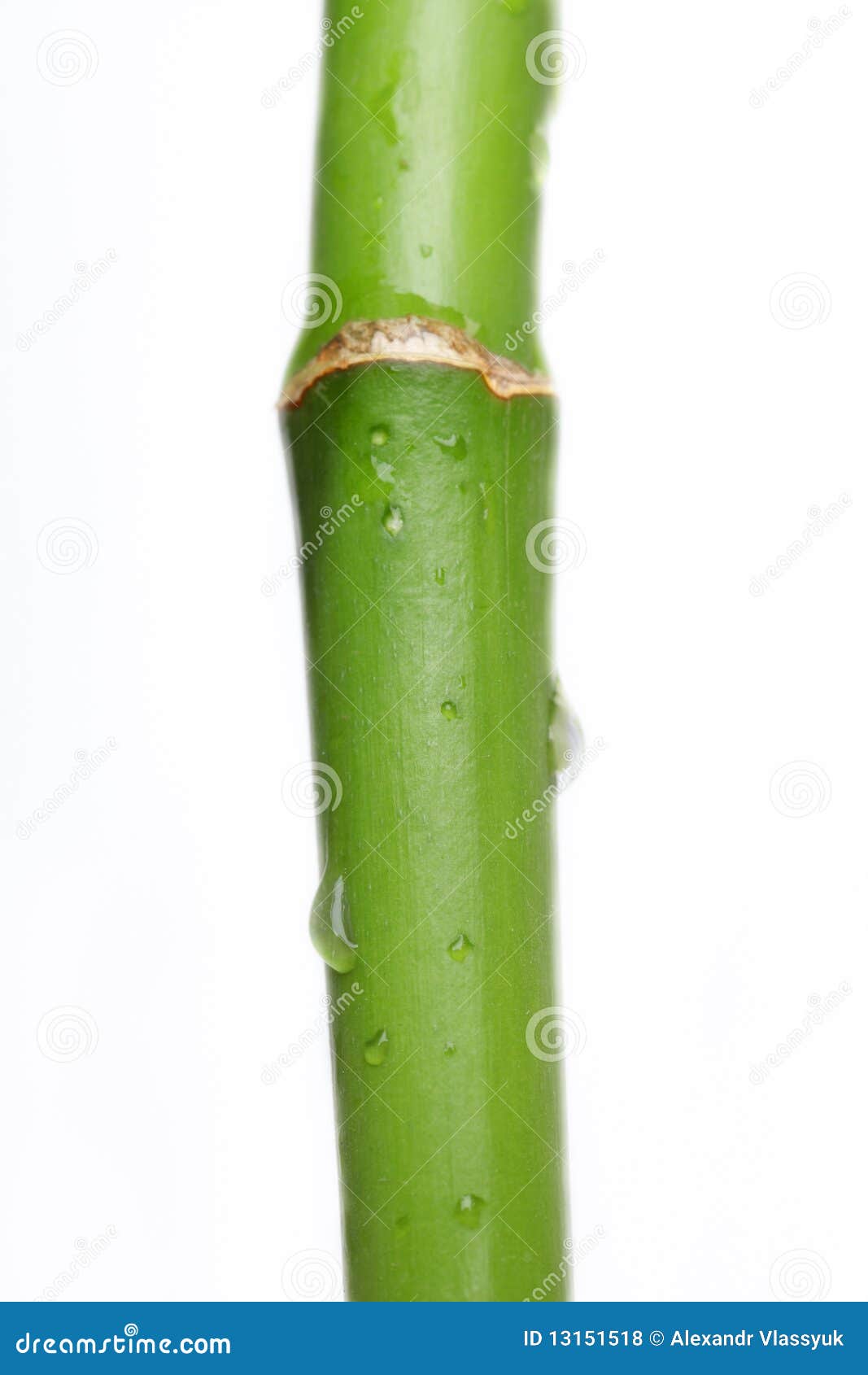 Green stalk stock photo. Image of stem, stick, clean - 13151518