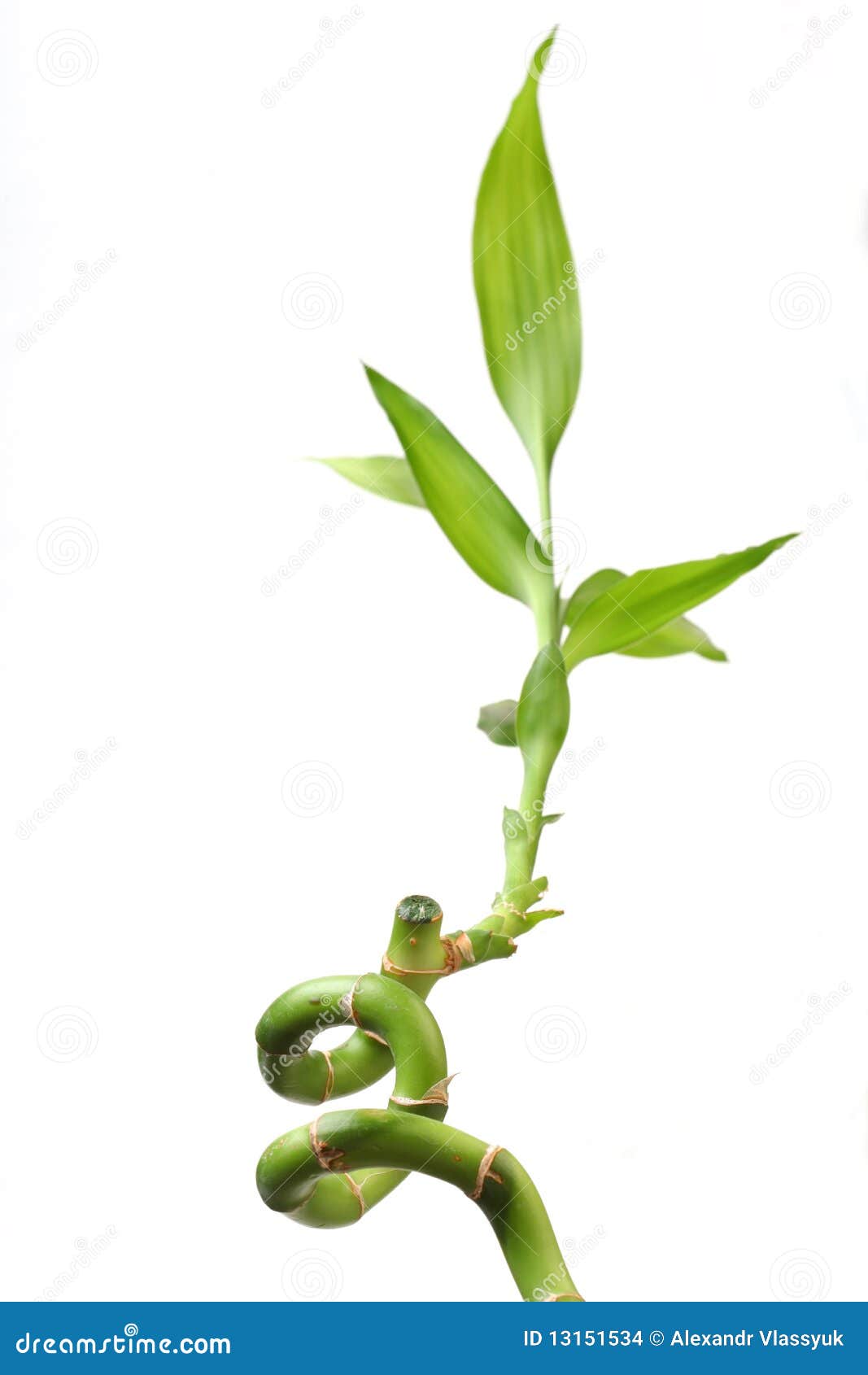 Green stalk stock photo. Image of culture, life, green - 13151534