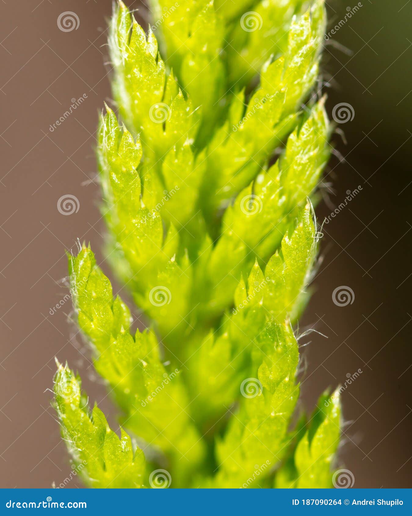 Green stalk on the plant stock photo. Image of detail - 187090264