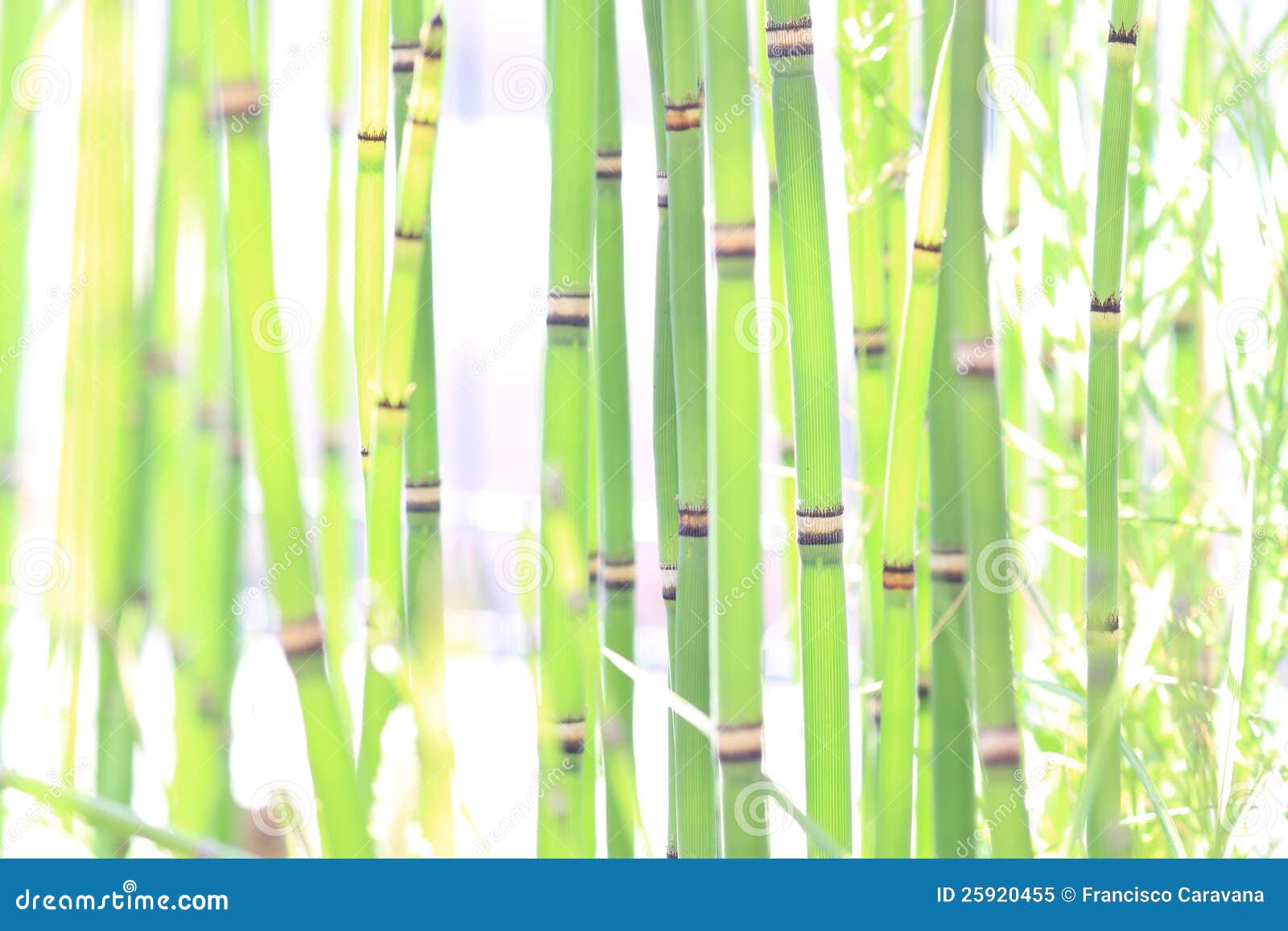 Green stalks stock image. Image of stalks, bamboo, stem - 25920455
