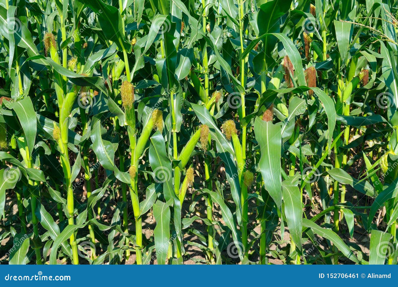 Green Stalks and Corn Cobs. Bright Summer Background Stock Image ...