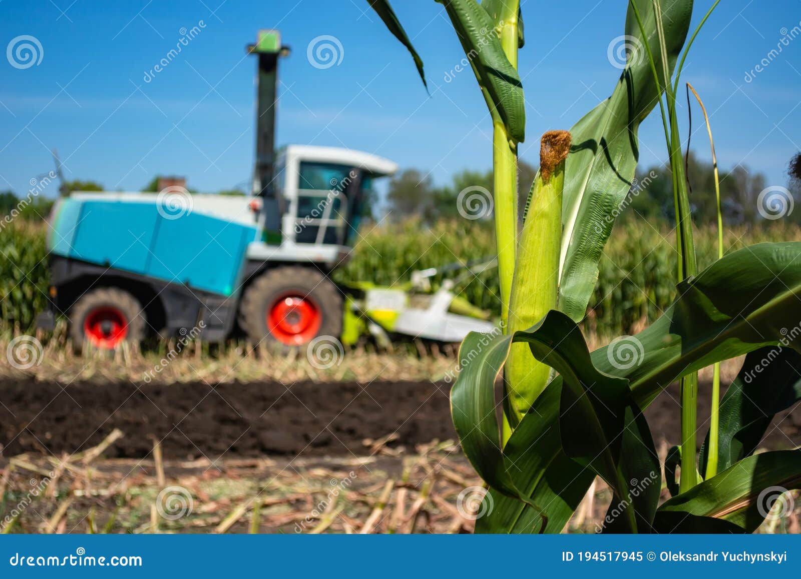 Silage Corn Background Stock Photography | CartoonDealer.com #27915686