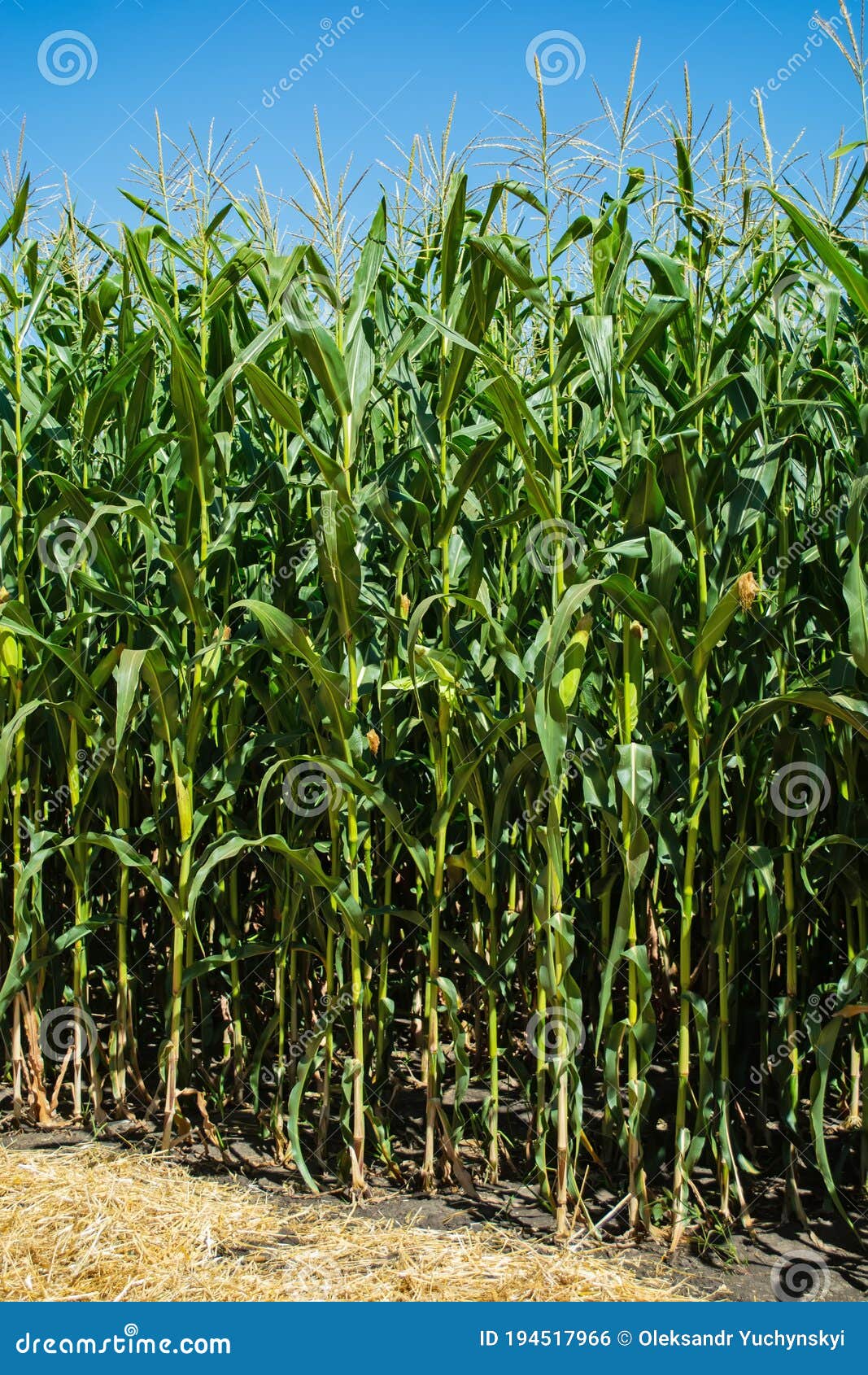 Green Stalks and Heads of Silage Corn in the Field Stock Photo - Image ...