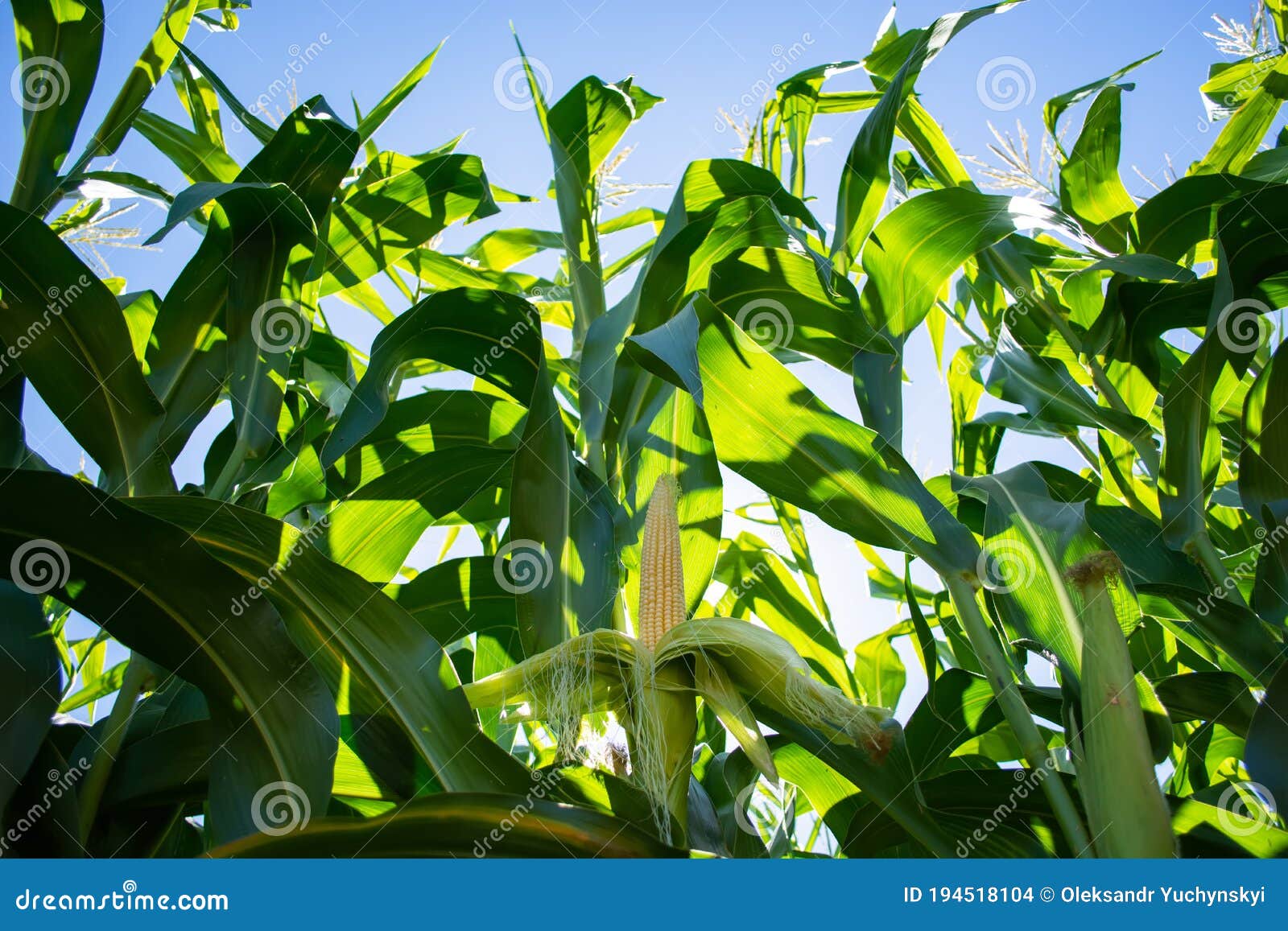 Green Stalks and Heads of Silage Corn in the Field Stock Photo - Image ...