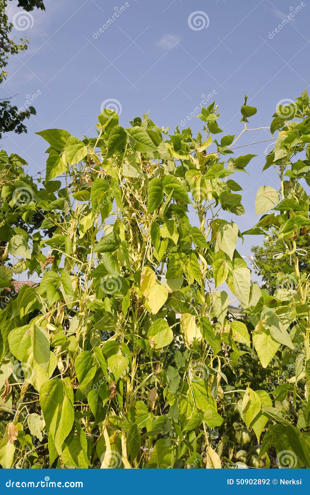 Green Stalks of a String Bean Stock Photo - Image of bean, blue: 50902892