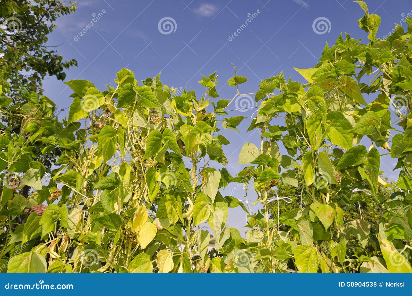 Green Stalks of a String Bean Stock Photo - Image of vegetable, bean ...