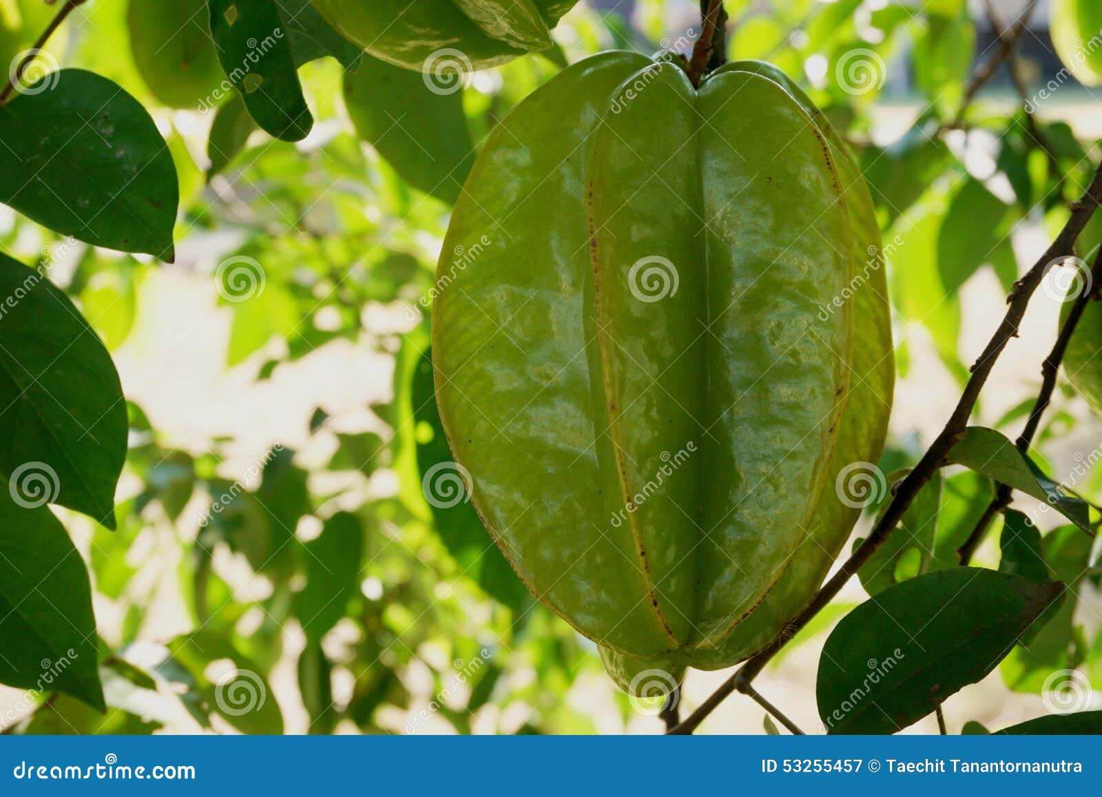 Green star apple fruit stock image. Image of food, organic - 53255457