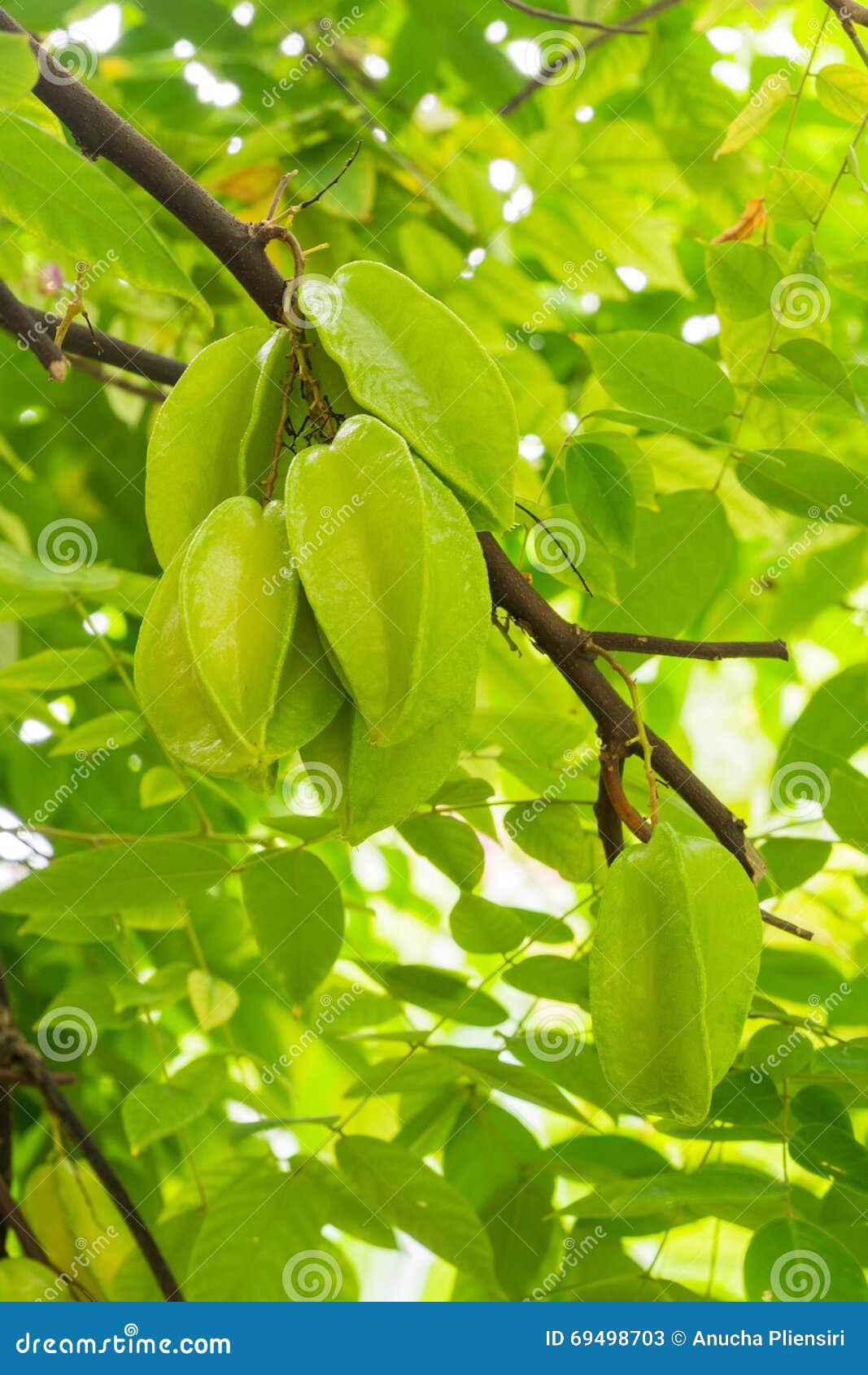 Green star apple fruit stock image. Image of shape, healthy - 69498703