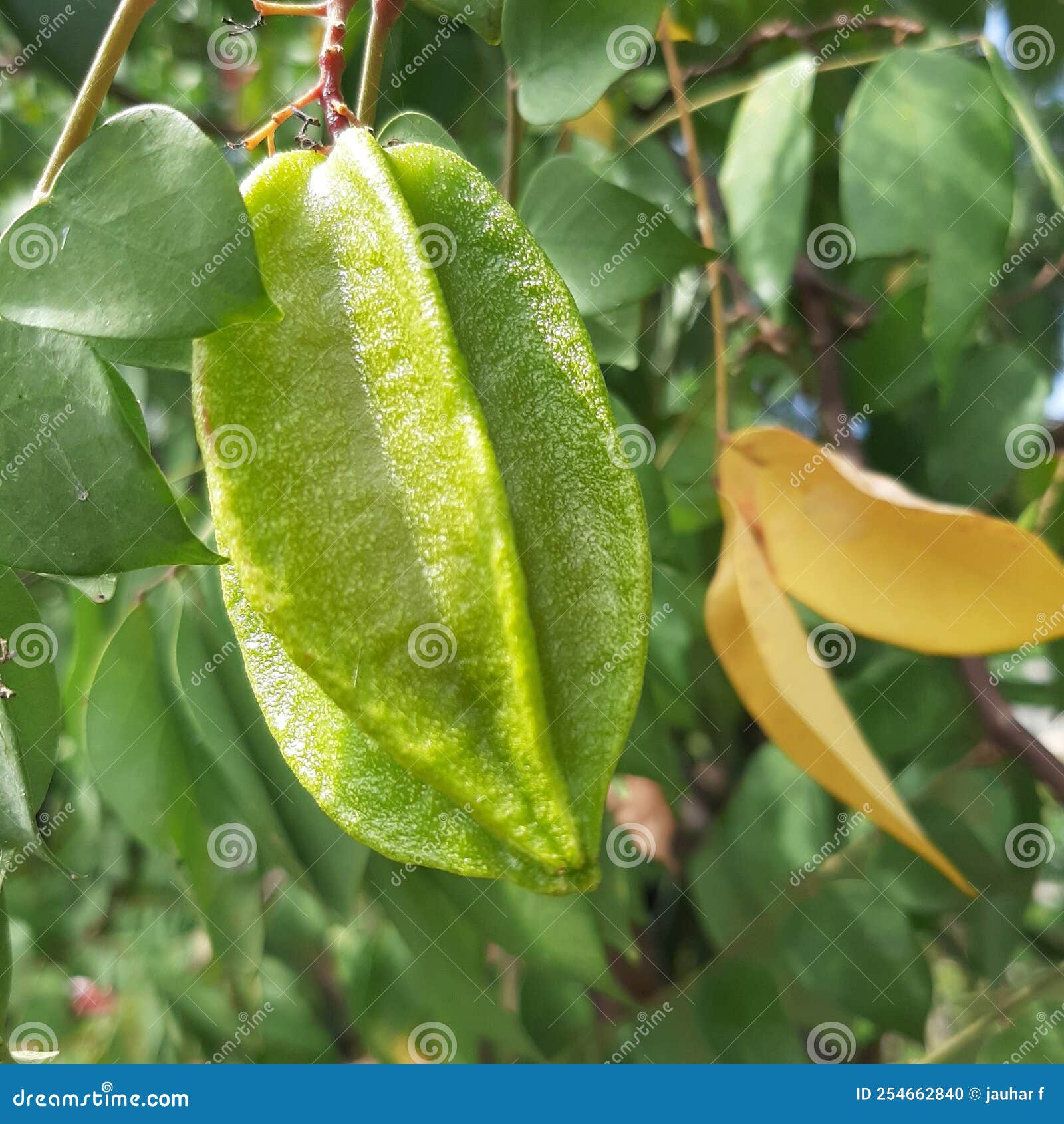 Green Star Fruit with Leaves Stock Photo - Image of branch, green ...