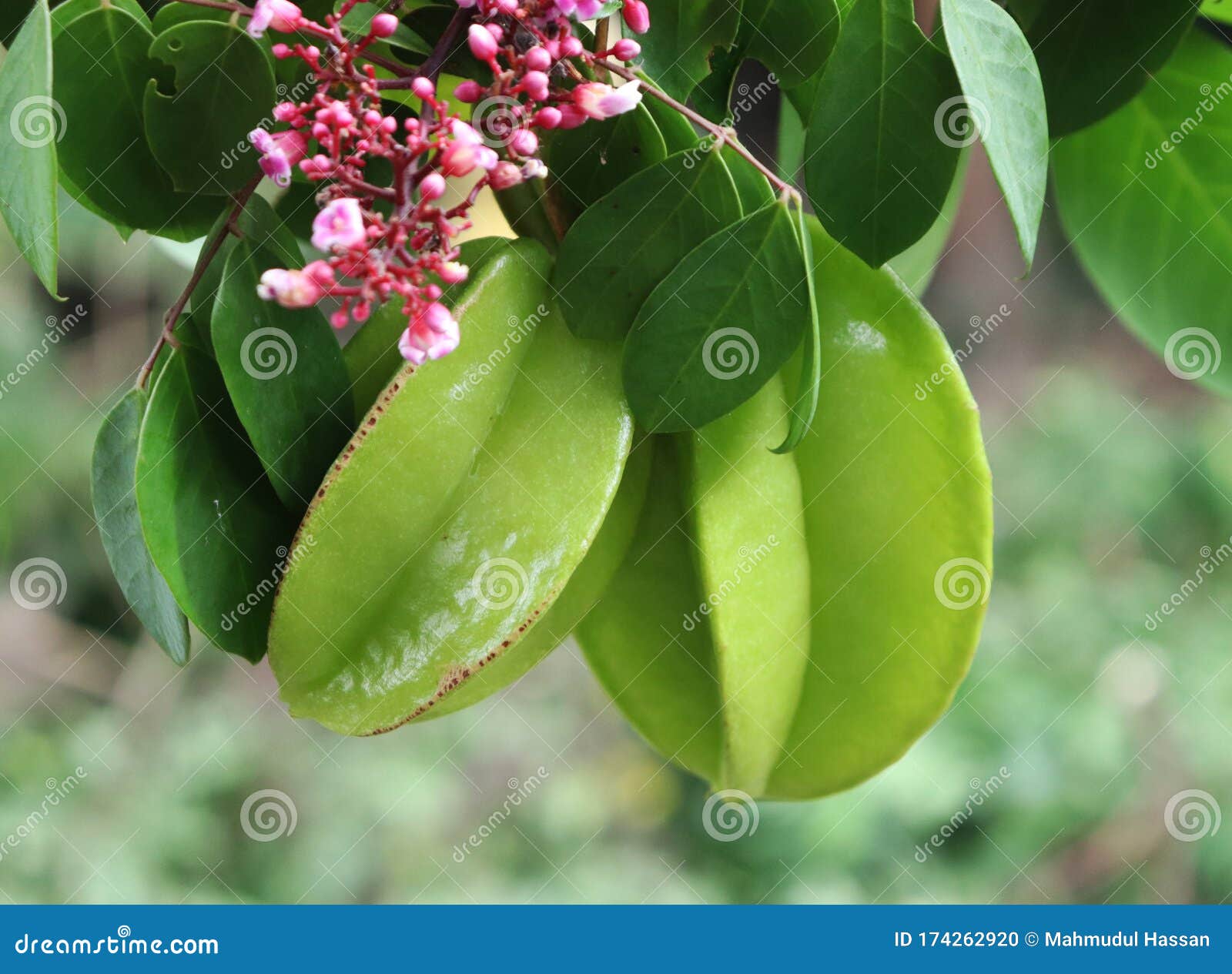Green Star Fruit on the Tree. Averrhoa Carambola, Star Apple Stock ...