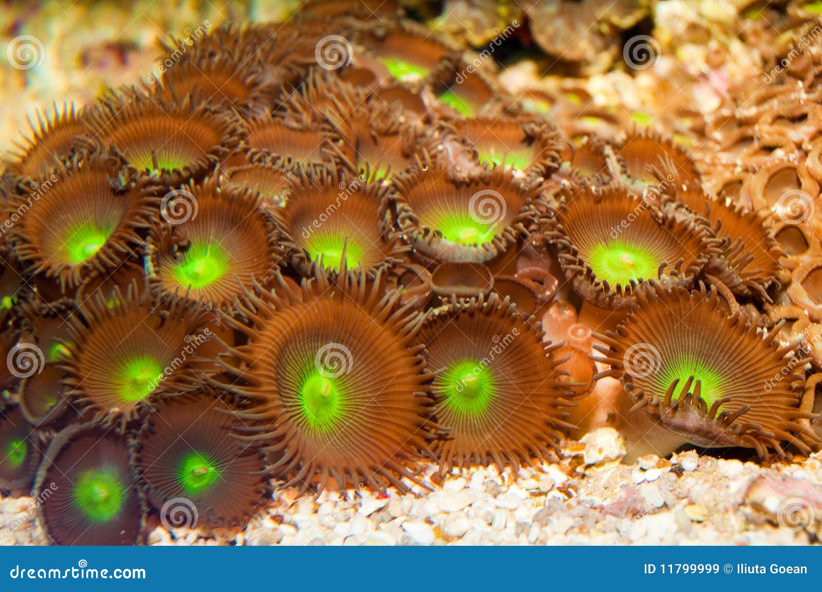 Green Star Polyp stock image. Image of mats, ocean, tropical - 11799999