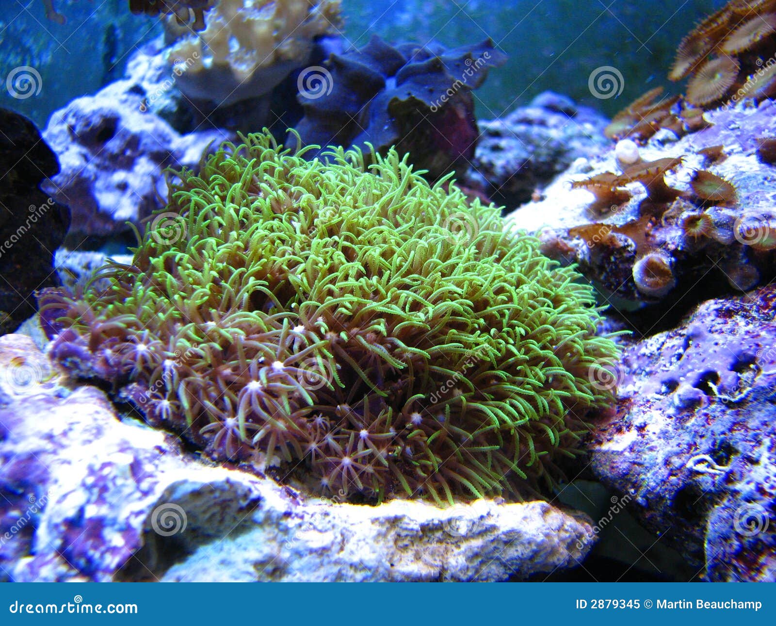 Green star polyp coral stock image. Image of coral, poylp - 2879345