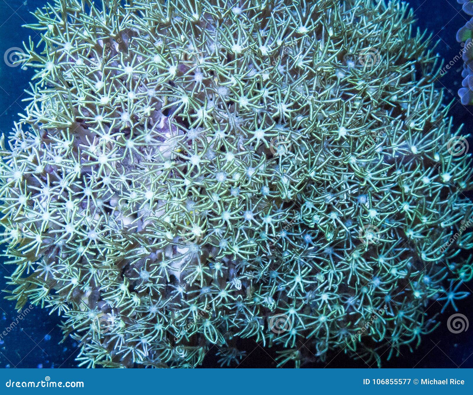 Green Star Polyp Coral Colony Stock Image - Image of colour, marine ...