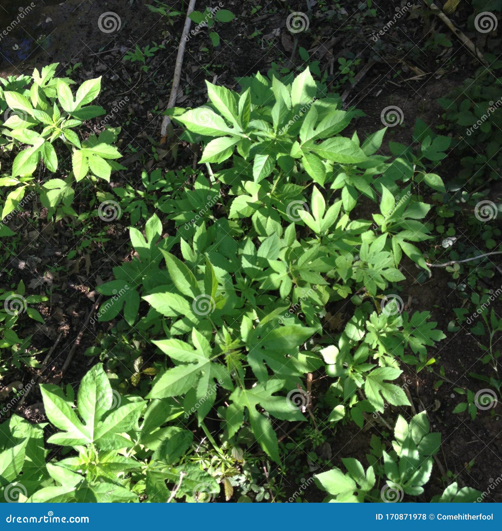 Green star shaped leaves stock photo. Image of forest - 170871978