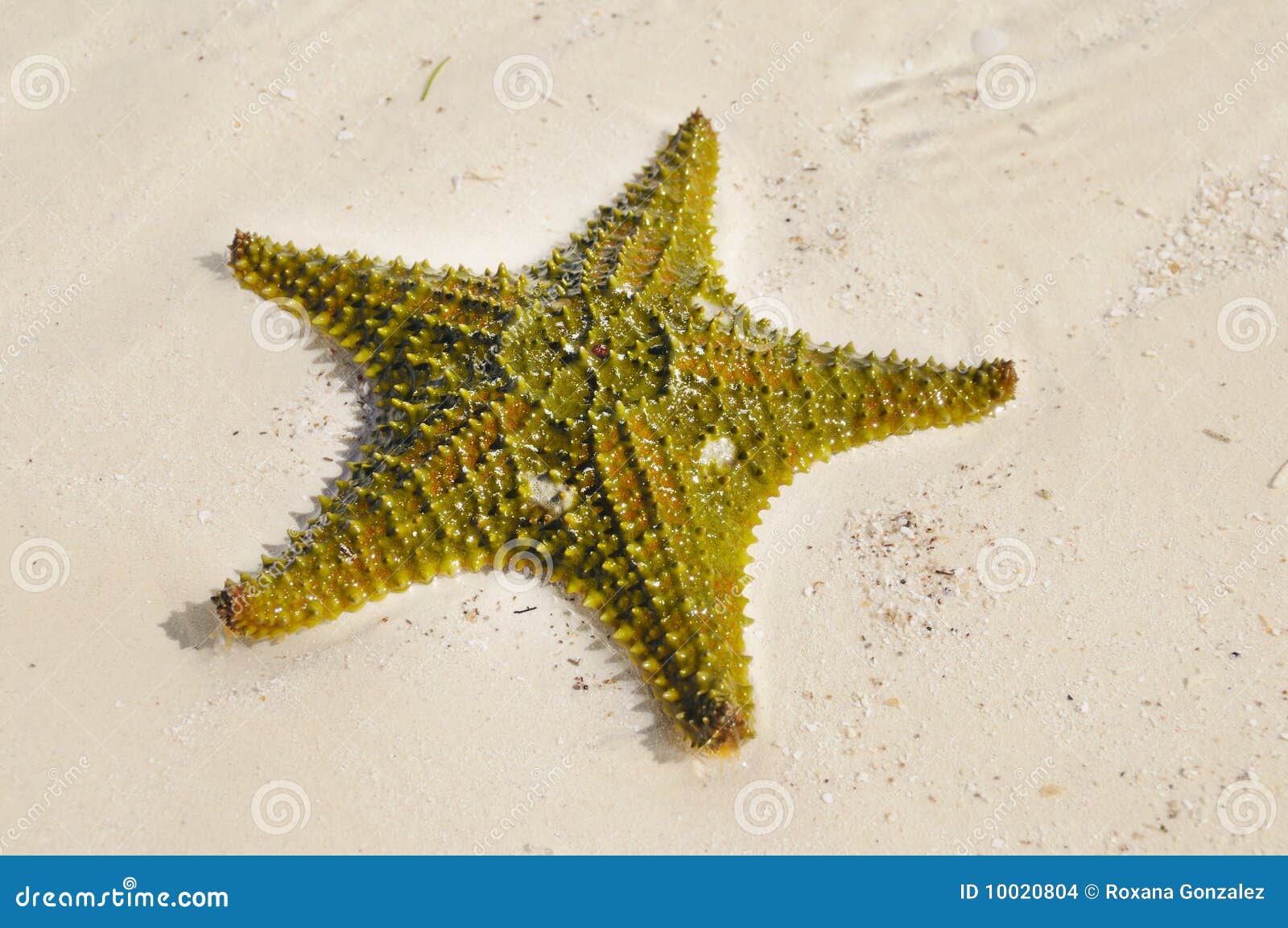 Green starfish stock photo. Image of destination, ocean - 10020804