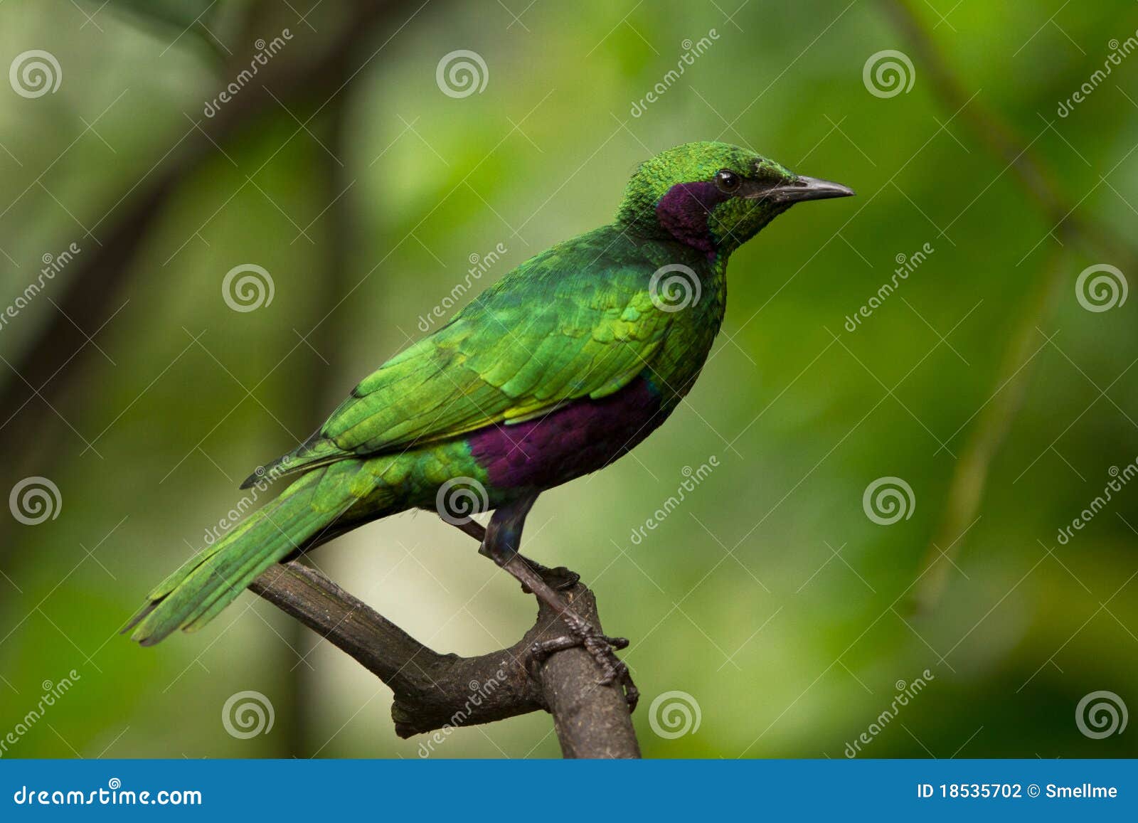 Green Starling stock photo. Image of beautiful, animal - 18535702