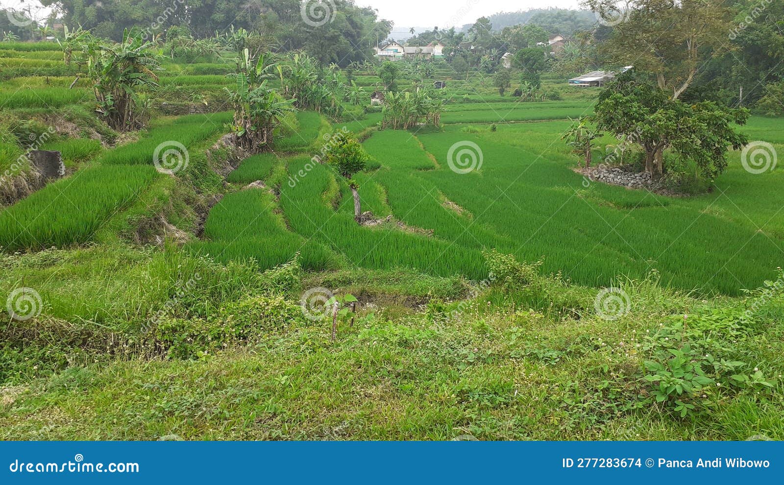 Green and Steeping Farming Field in Indonesia Stock Photo - Image of ...
