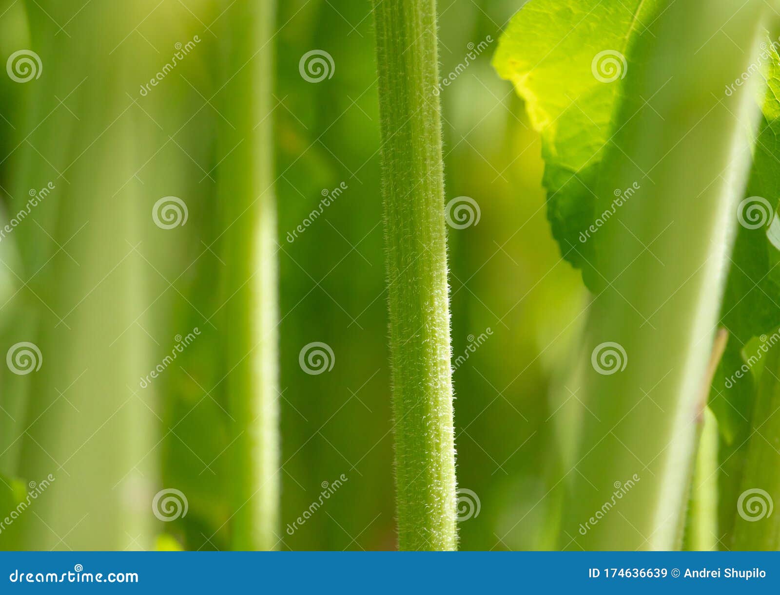 Green Stem of a Herbaceous Plant Stock Image - Image of plants, green ...