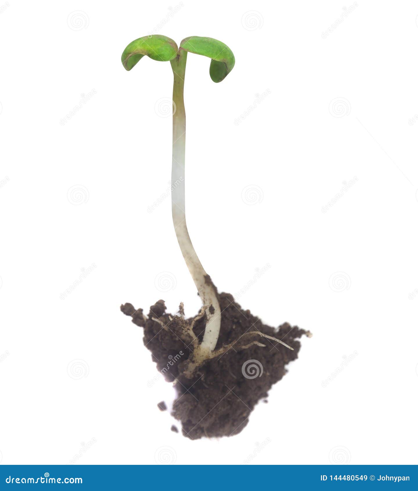 Green stem plant with root stock image. Image of small - 144480549