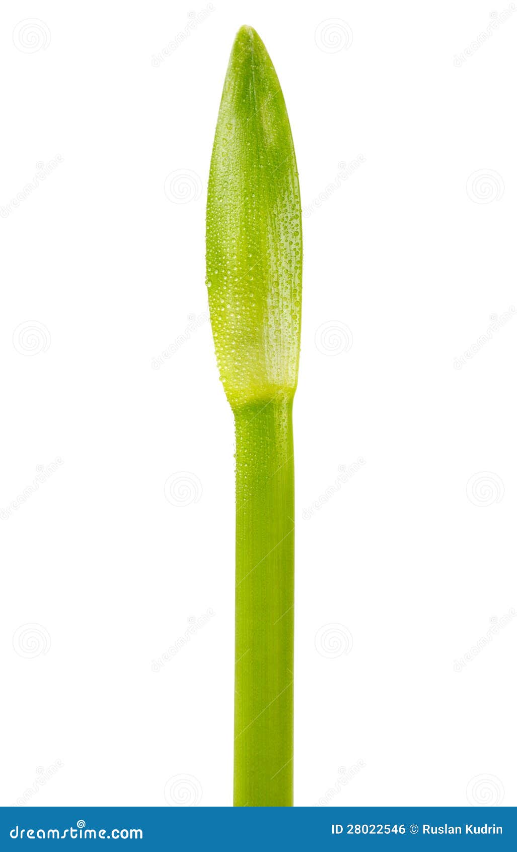 Green stem unopened flower stock photo. Image of beauty - 28022546