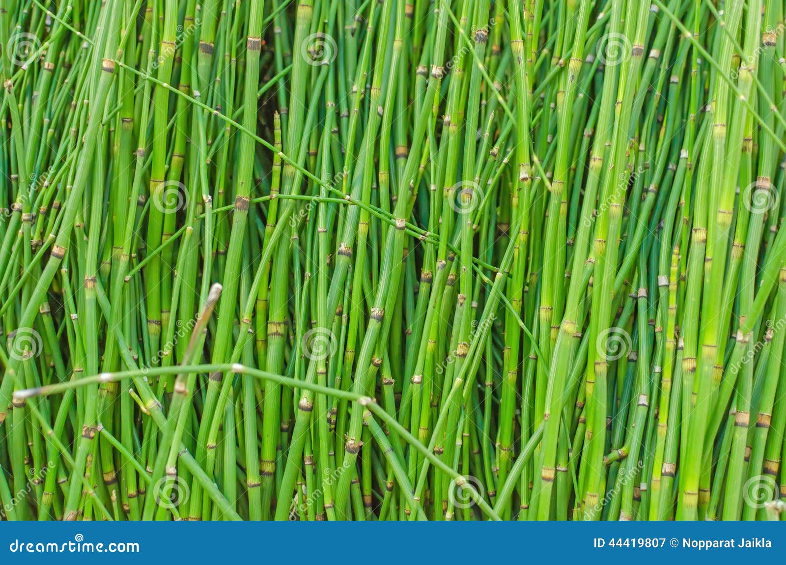 Green Stems Abstract Background and Texture Stock Image - Image of ...