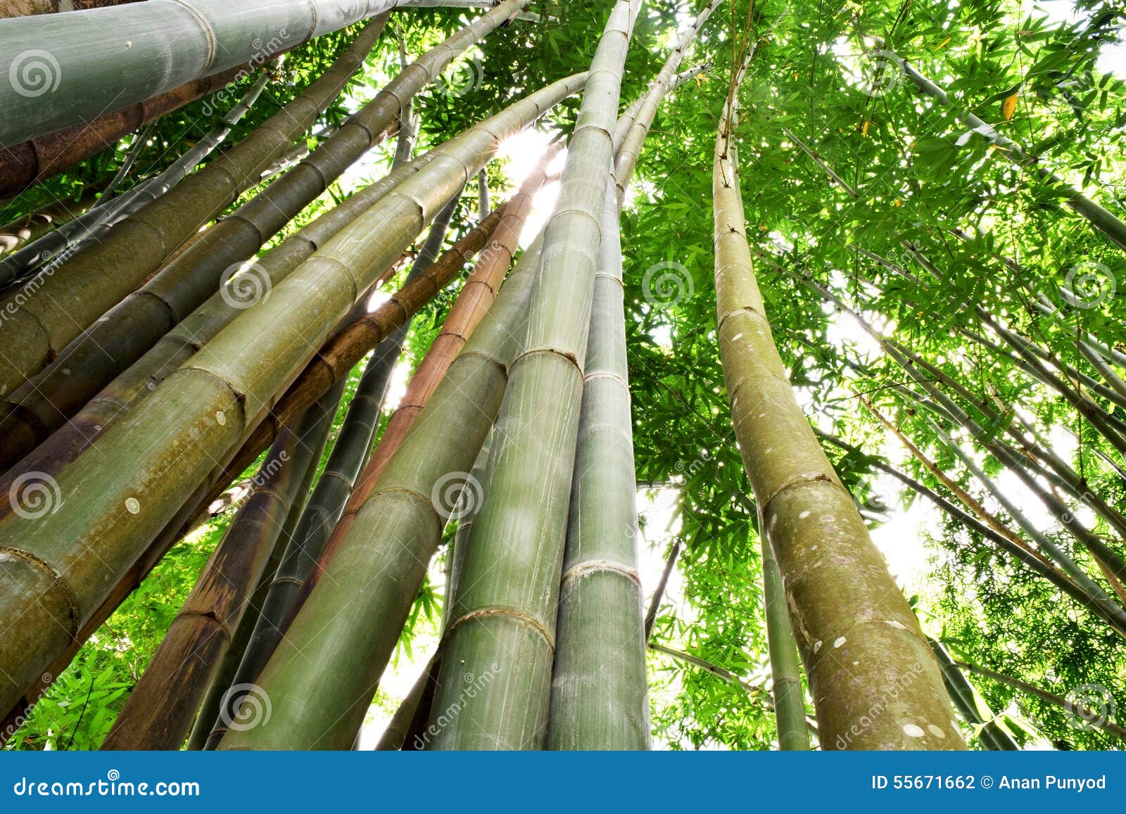 Green Stems Bamboo is Nature Abstract Background Stock Photo - Image of ...