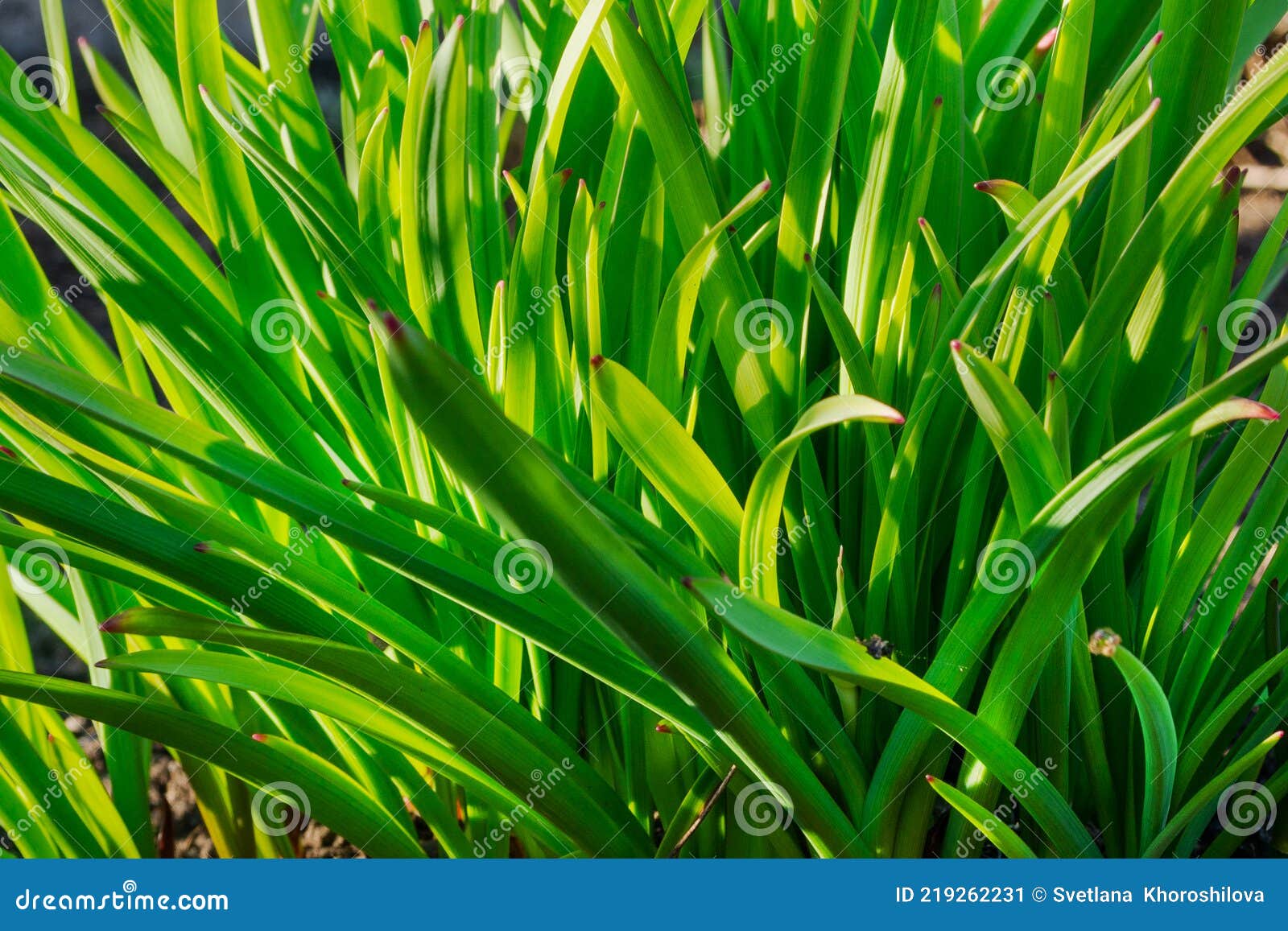 Green Stems of Daffodils As a Background. Spring and Summer Backgrounds ...