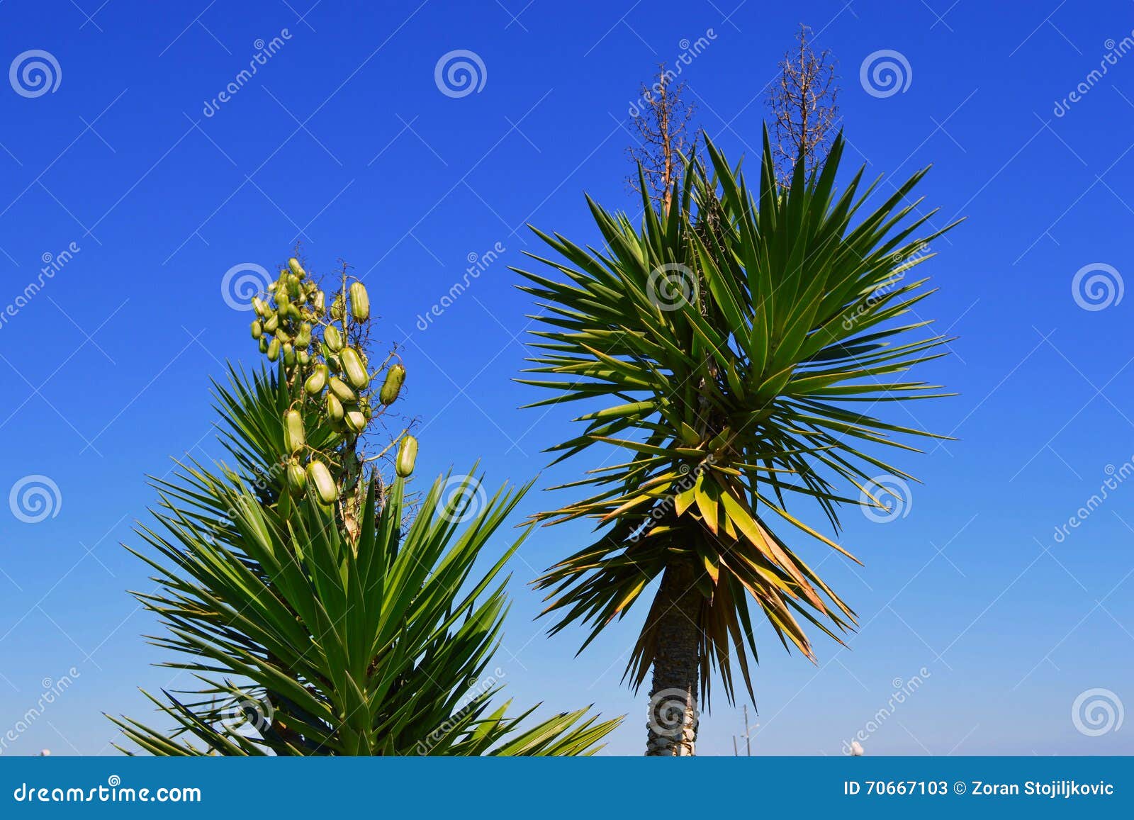 Green stems of palm trees stock image. Image of horticulture - 70667103