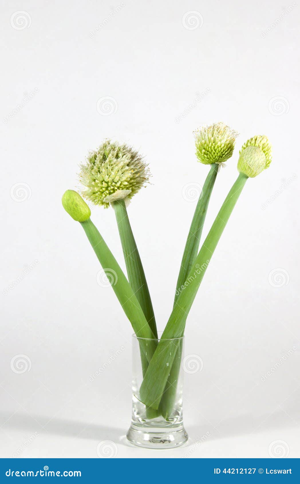 Green Stems and White Flowers of the Scallion Plant Stock Image - Image ...