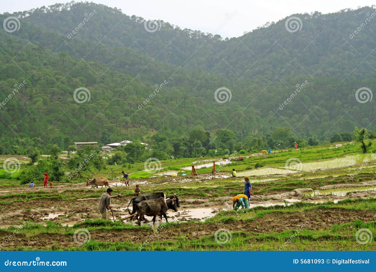 Green Step Farming and Rice Cultivation in Rural H Stock Image - Image ...