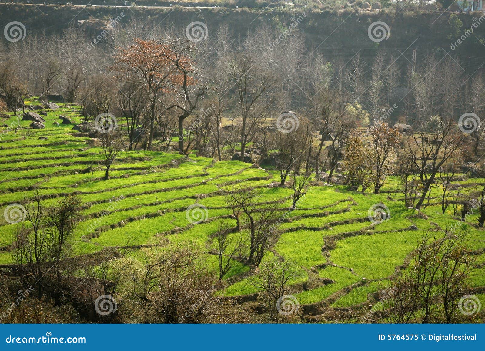 Step Farming In The Uttaranchal Himalayas India Royalty-Free Stock ...