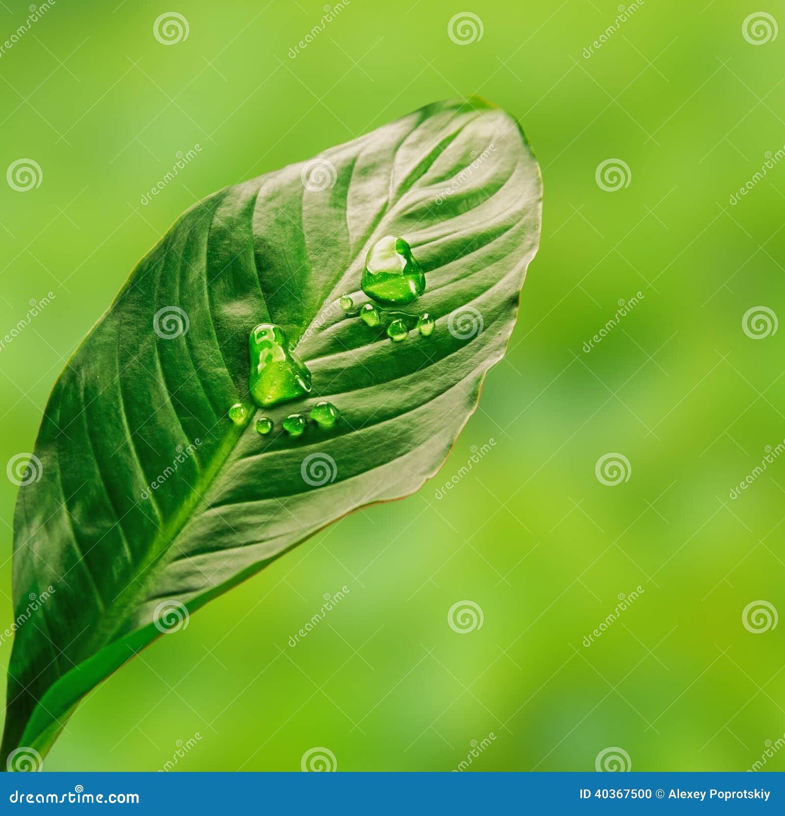 Green step stock photo. Image of lush, botany, life, concept - 40367500