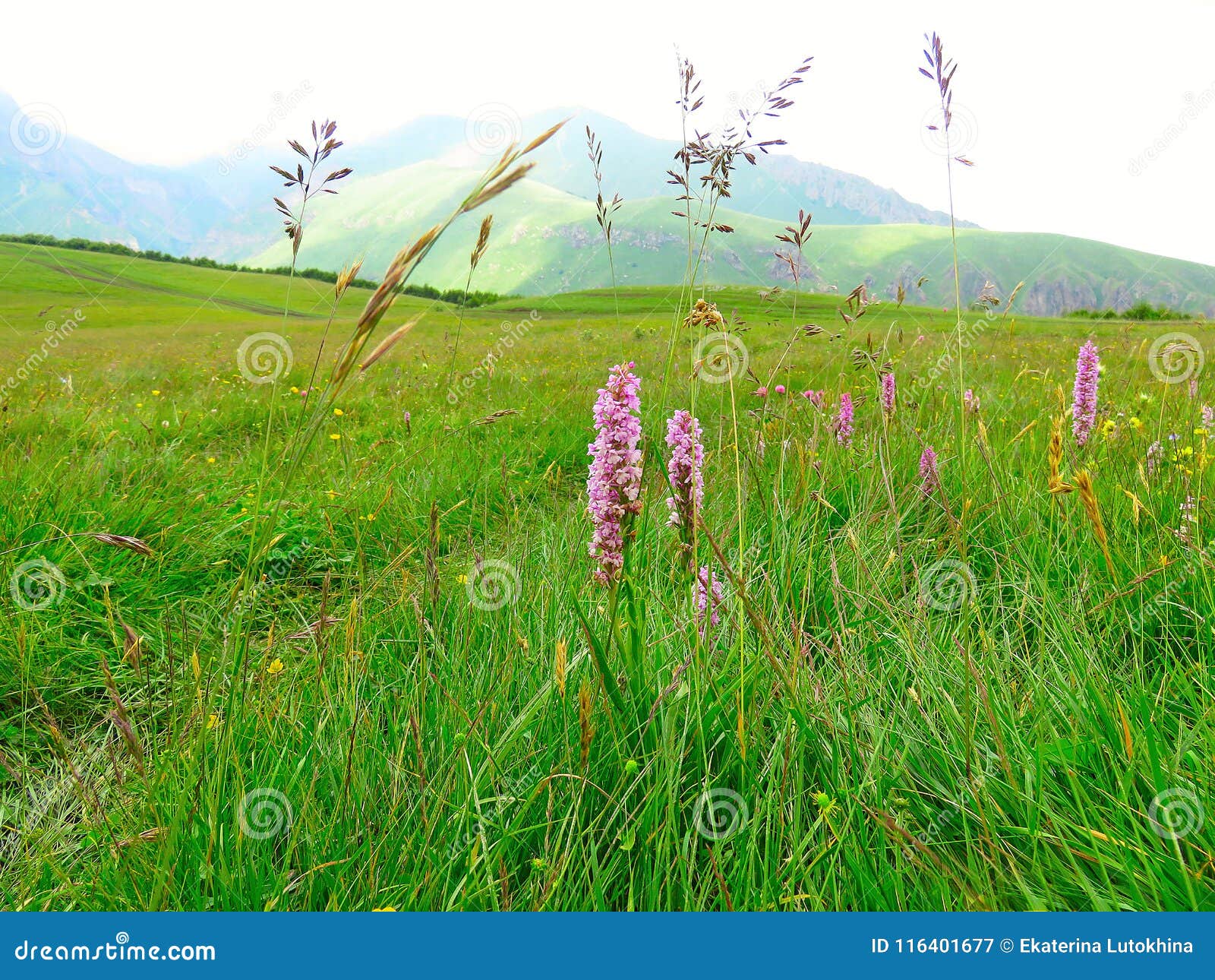 Steppe Flowers Stock Images - Download 3,466 Royalty Free Photos