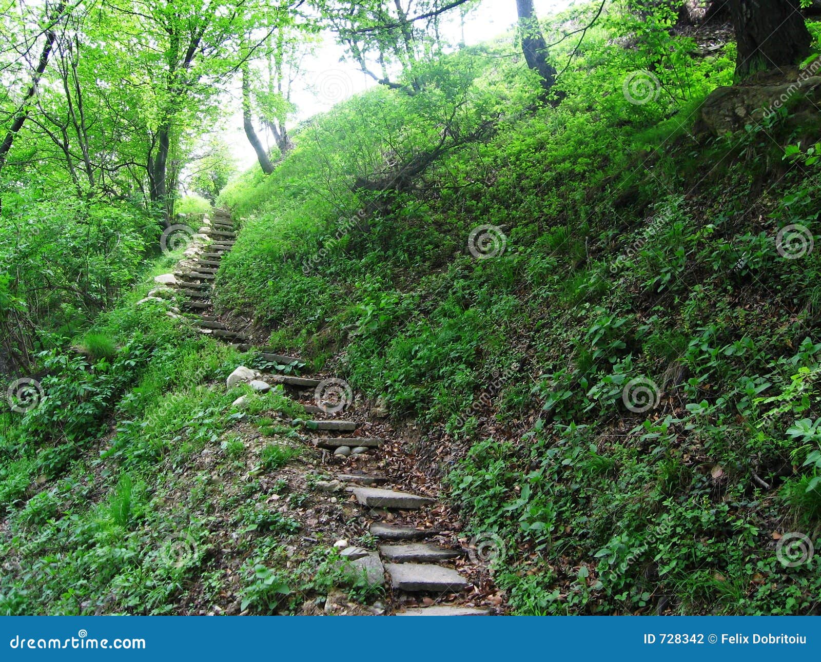 Green steps stock photo. Image of spring, steps, step, wild - 728342