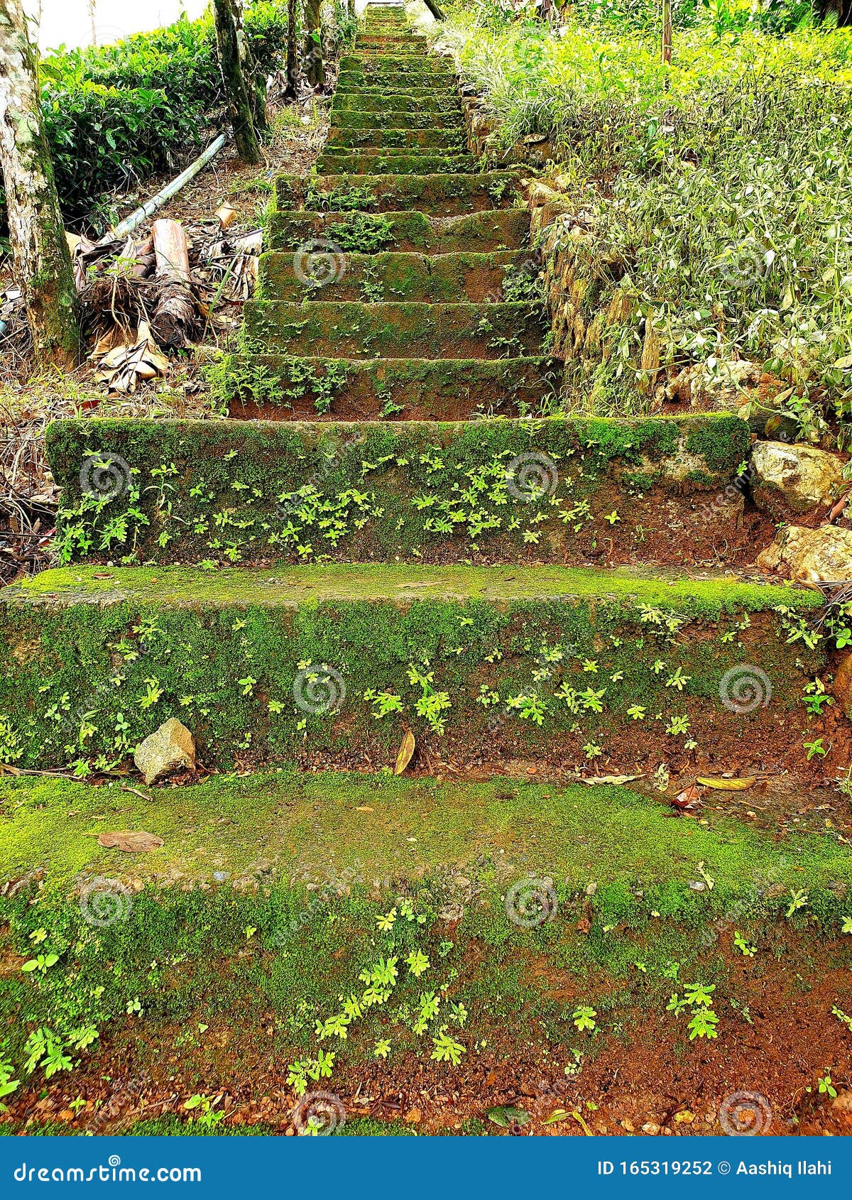 Green steps stock photo. Image of vagamon, green, kerala - 165319252