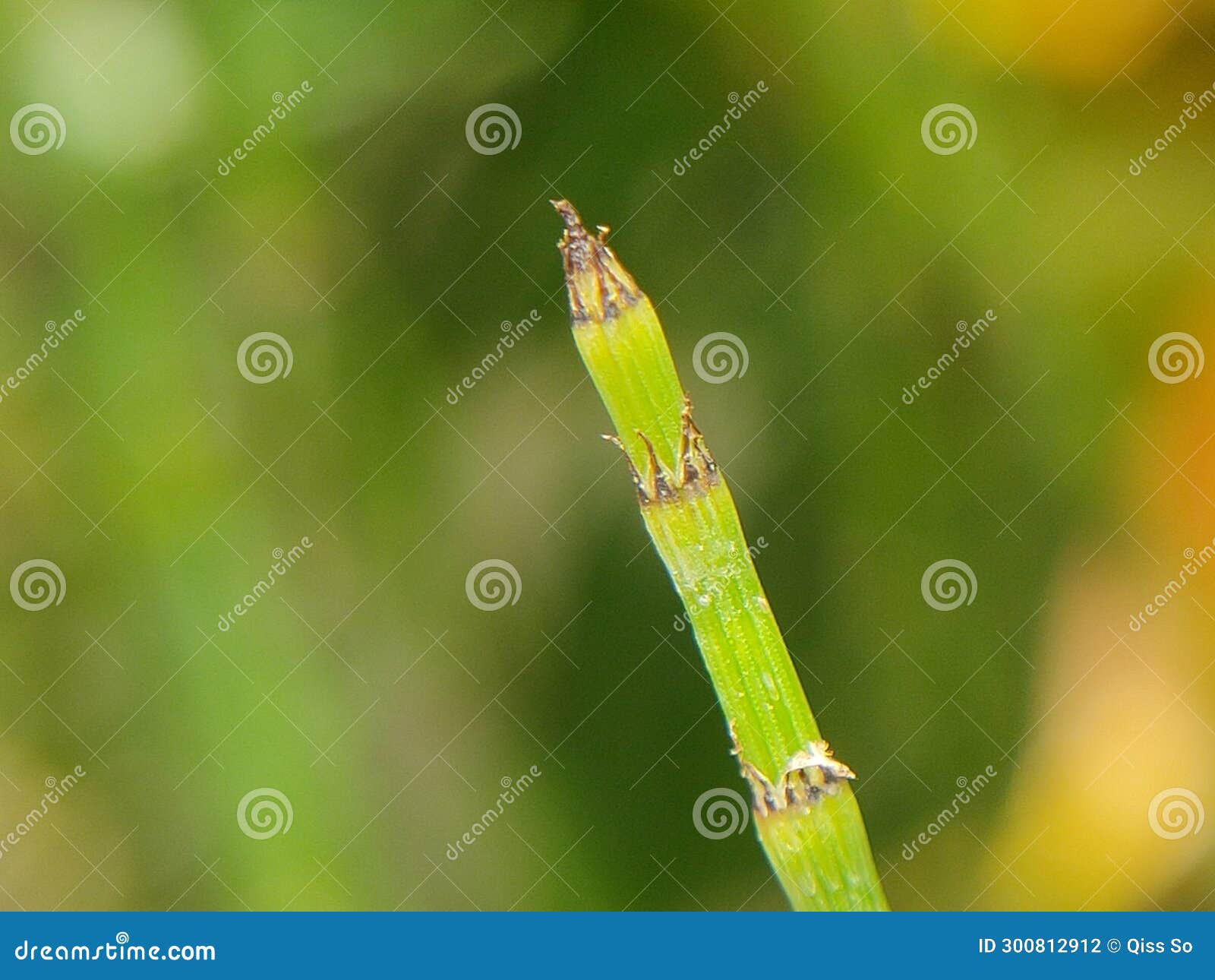 Green Stick Bug Aka Ramulus Artemis,aka Vietnamese Stick Insect Royalty ...