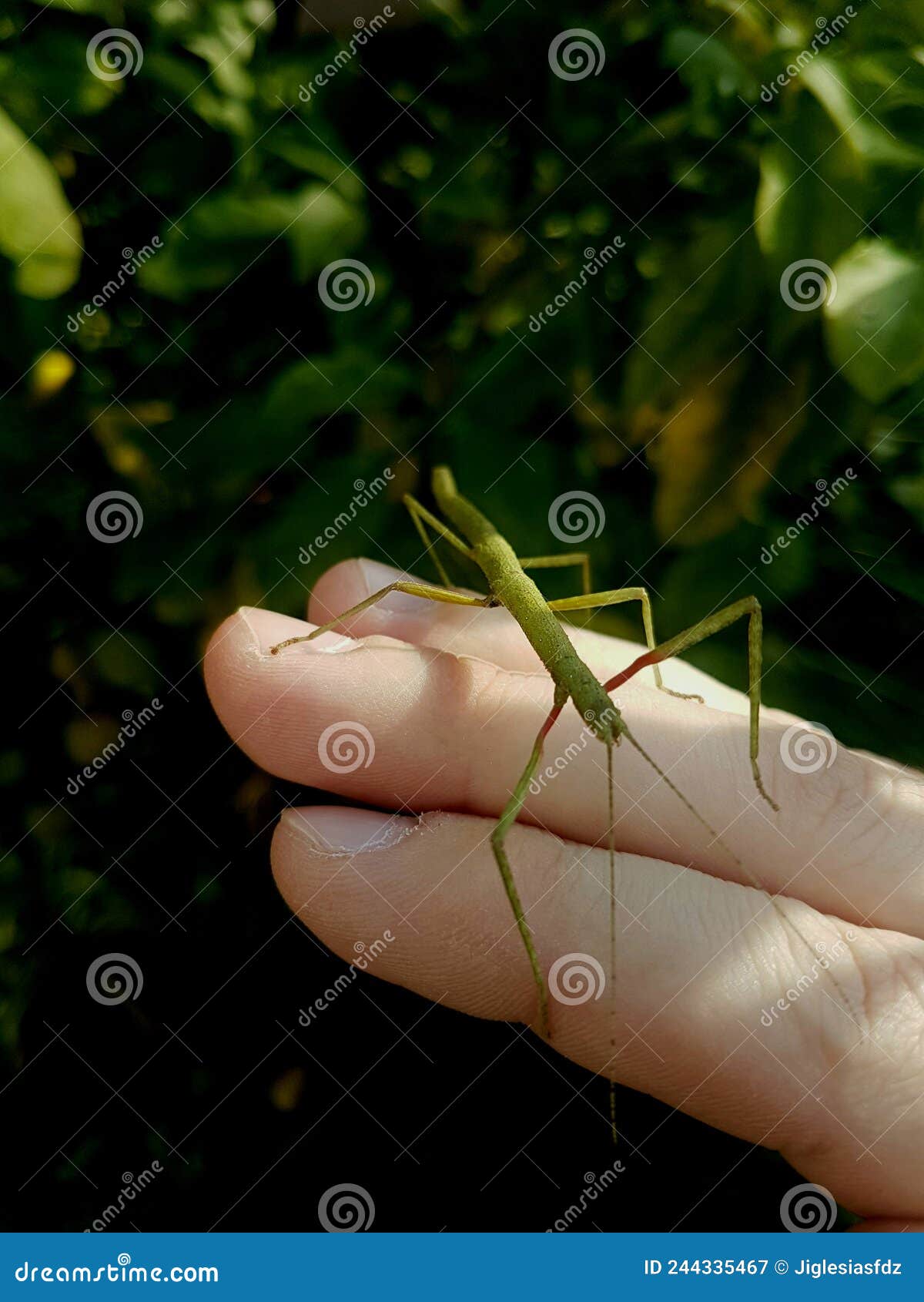 Green Stick Bug Aka Ramulus Artemis,aka Vietnamese Stick Insect Royalty ...