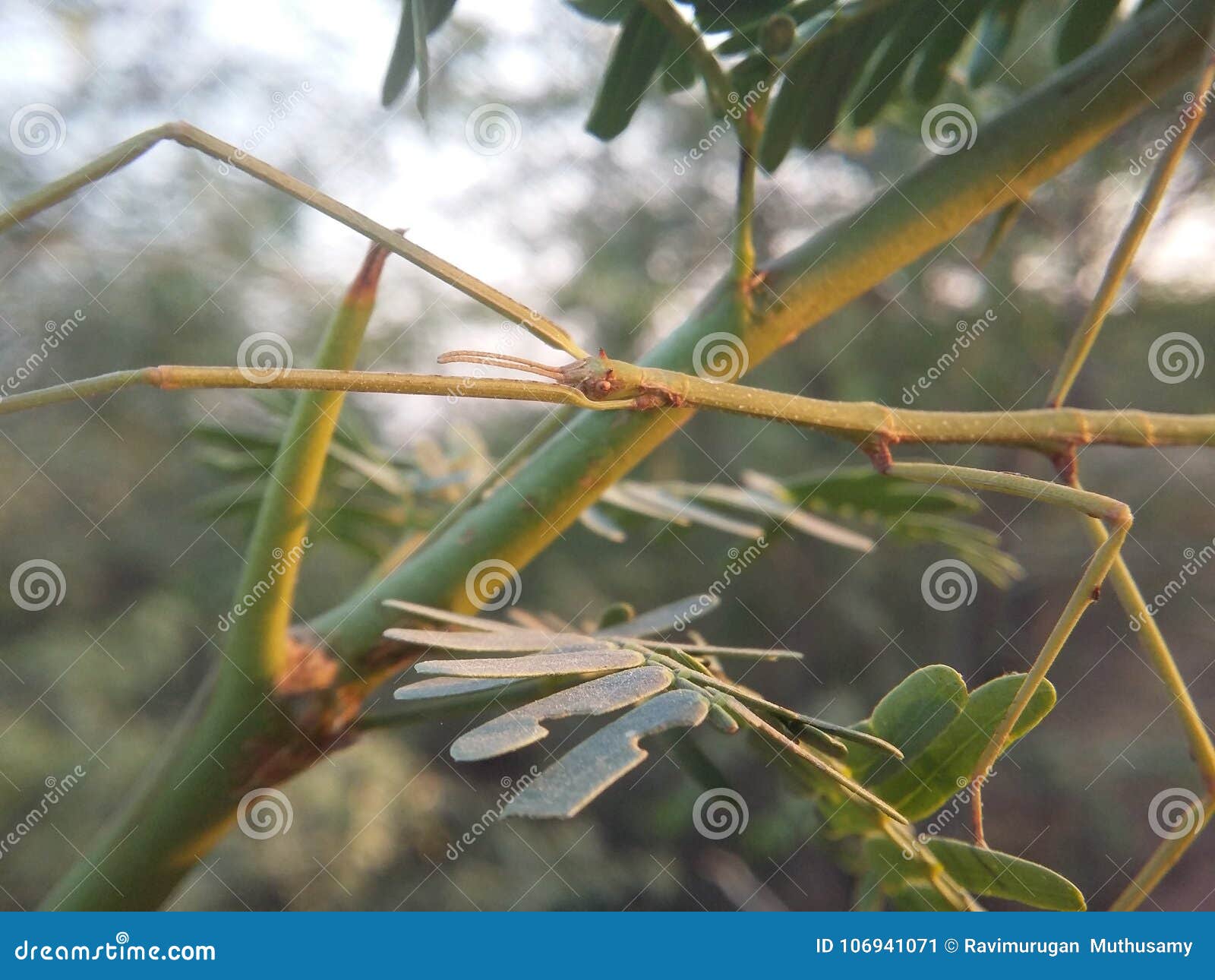The green stick insect stock image. Image of resembles - 106941071