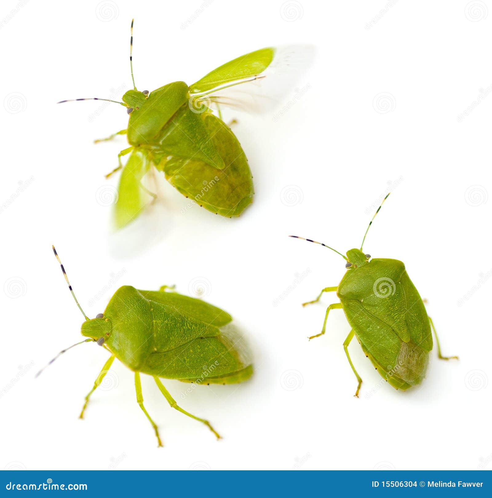 Green Stink Bug stock photo. Image of open, shot, small - 15506304