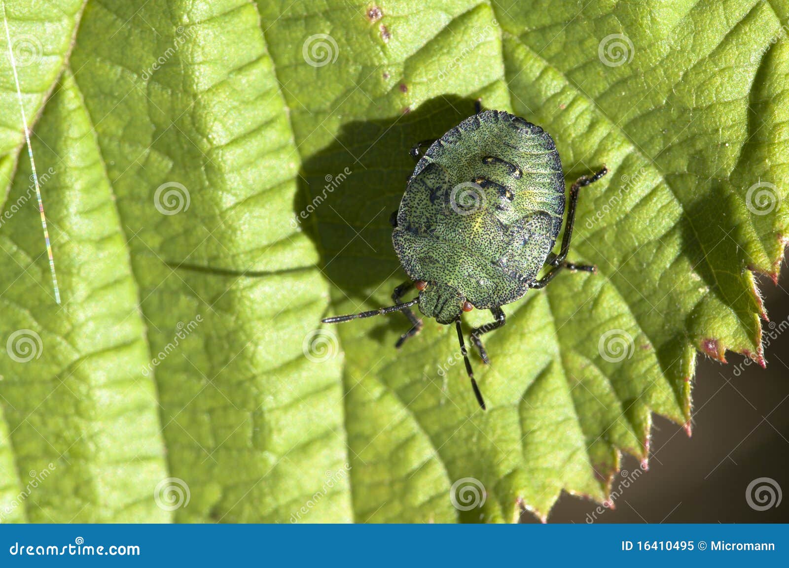 Green stink bug stock image. Image of shield, prasina - 16410495