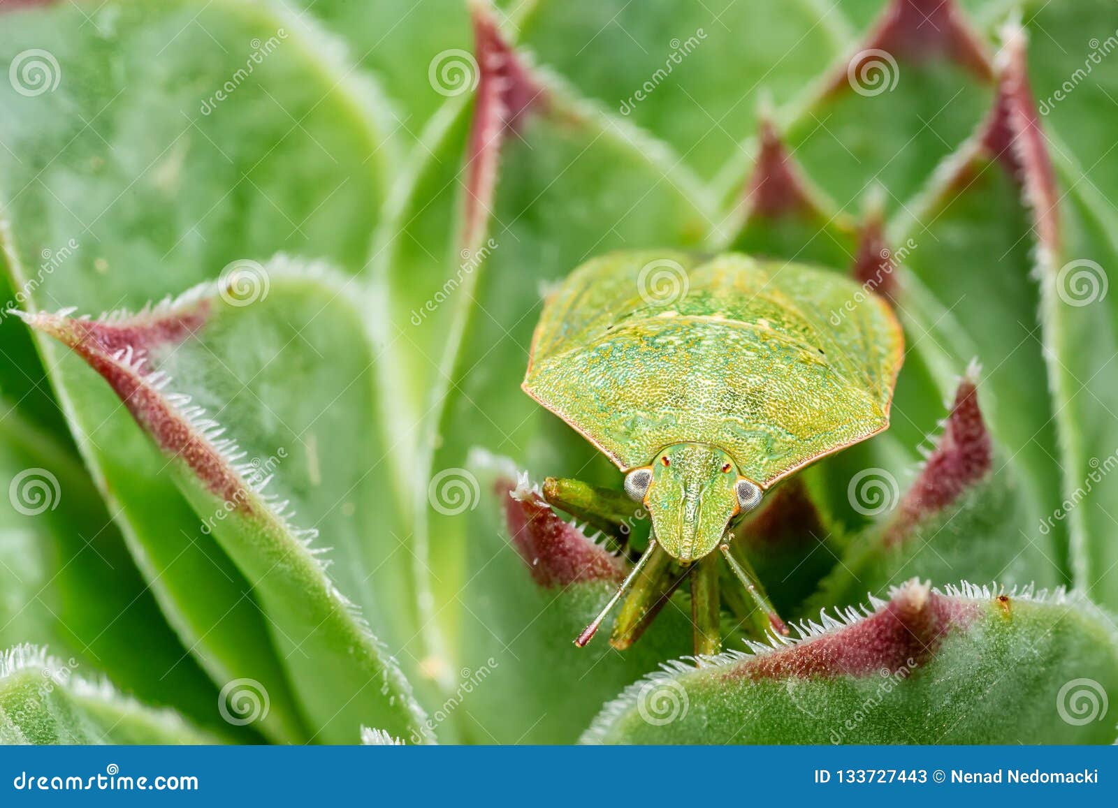 Green Stink Bug Camouflaged on a Leaf Stock Image - Image of ...