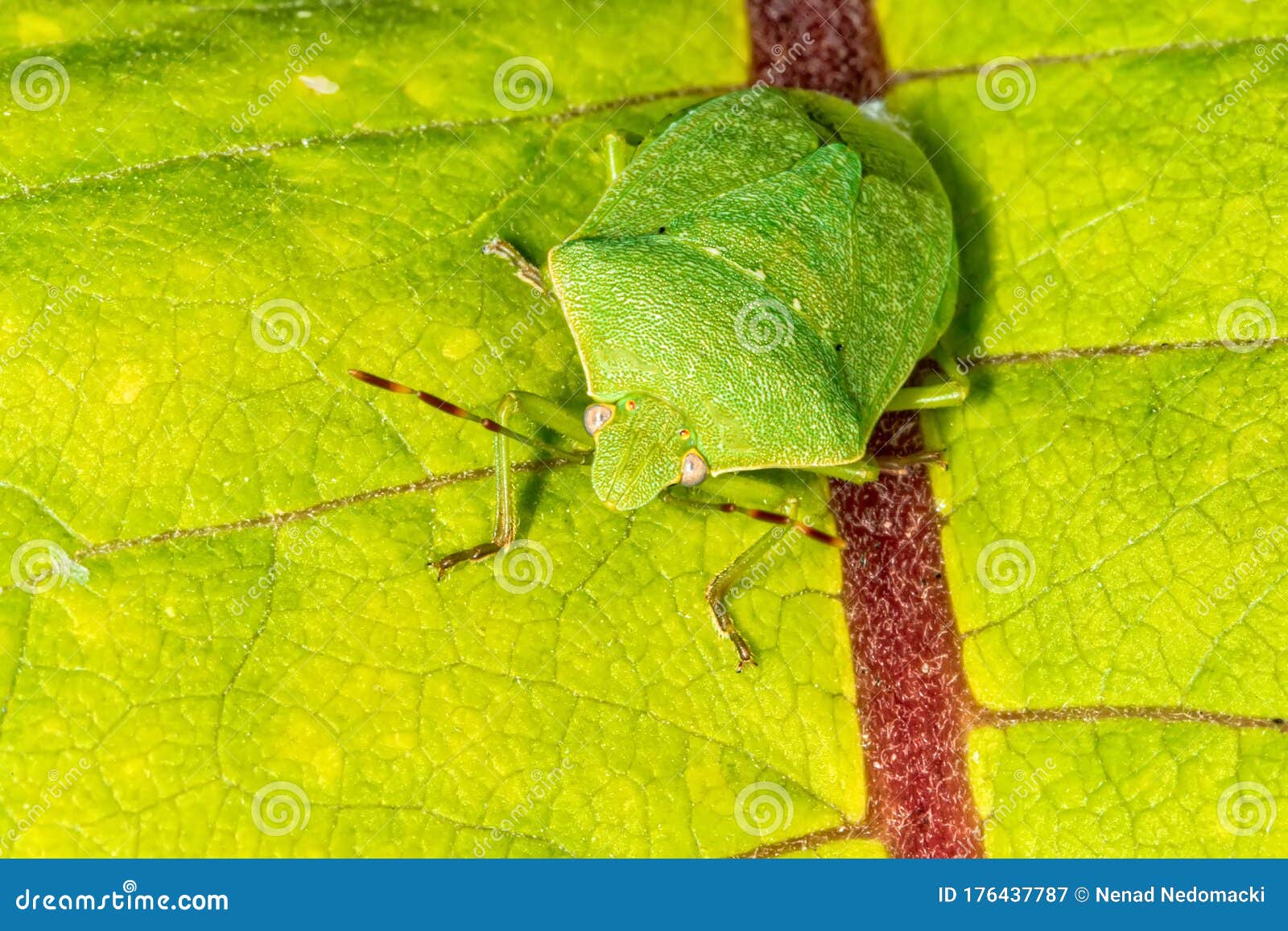 Green Stink Bug Camouflaged on a Leaf Stock Image - Image of arthropod ...